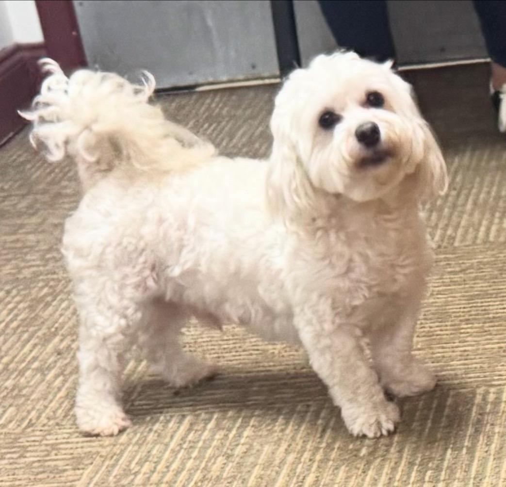 Dog for adoption - terry, a Poodle & Maltese Mix in Miami, FL | Petfinder