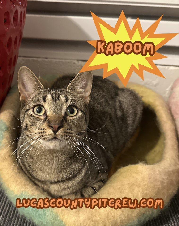 Cat for adoption - Kaboom, a Tabby & Domestic Short Hair Mix in Toledo ...