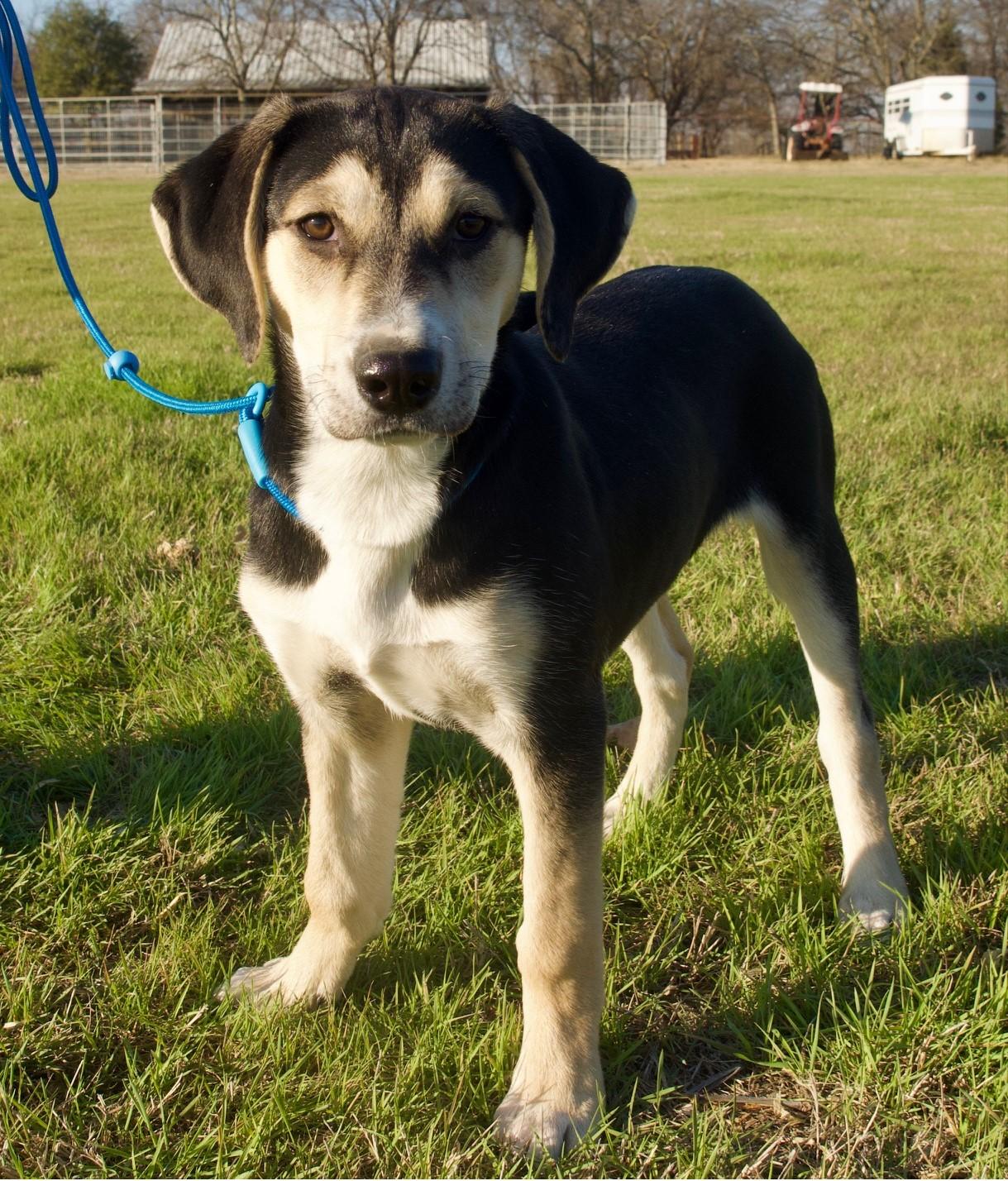 Dog for adoption - Lucy Noelle, a Husky & English Foxhound Mix in ...
