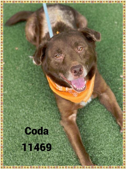 Dog for adoption - CODA, a Chocolate Labrador Retriever Mix in Marietta ...