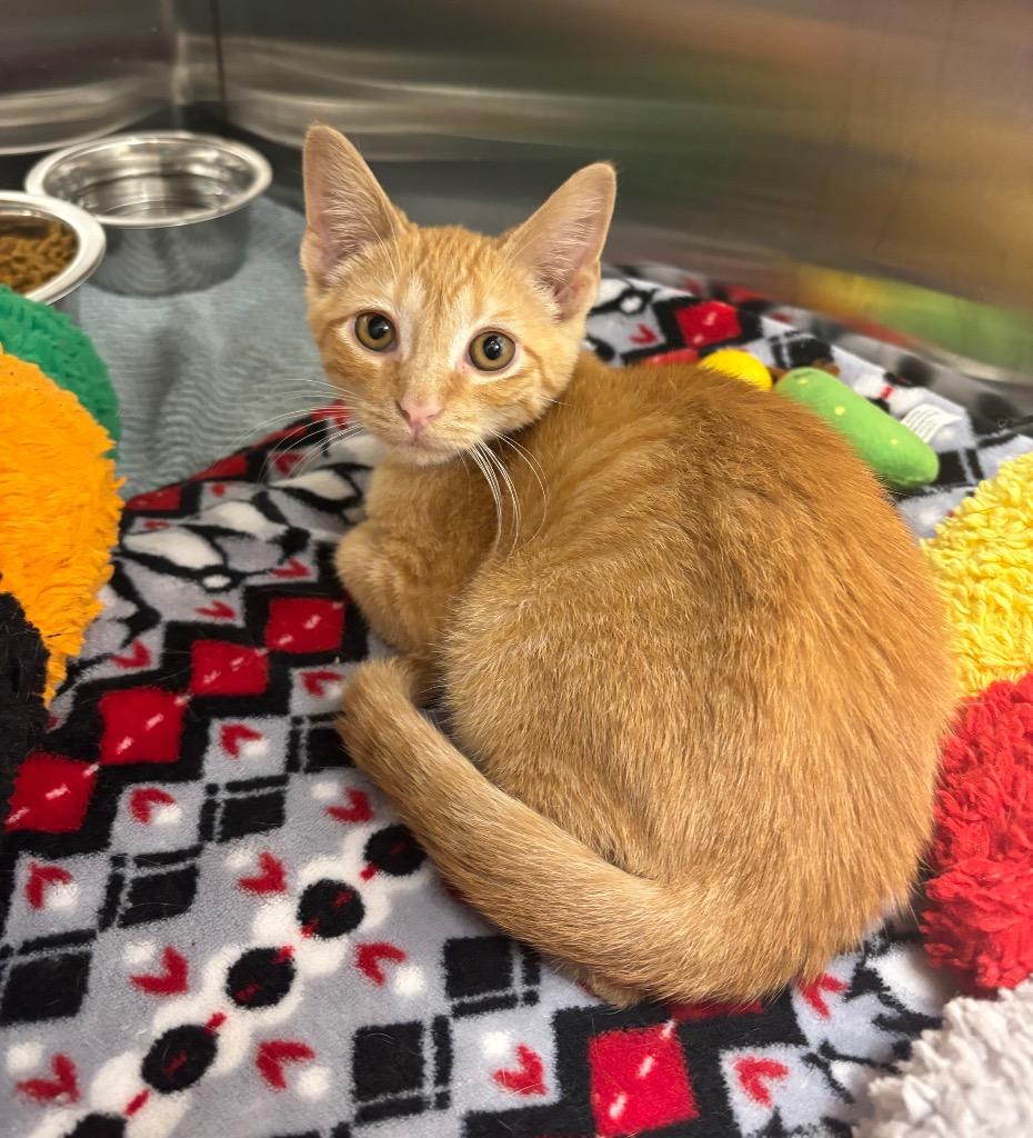 Cat for adoption - Sherbert, a Domestic Short Hair in Frankfort, KY ...