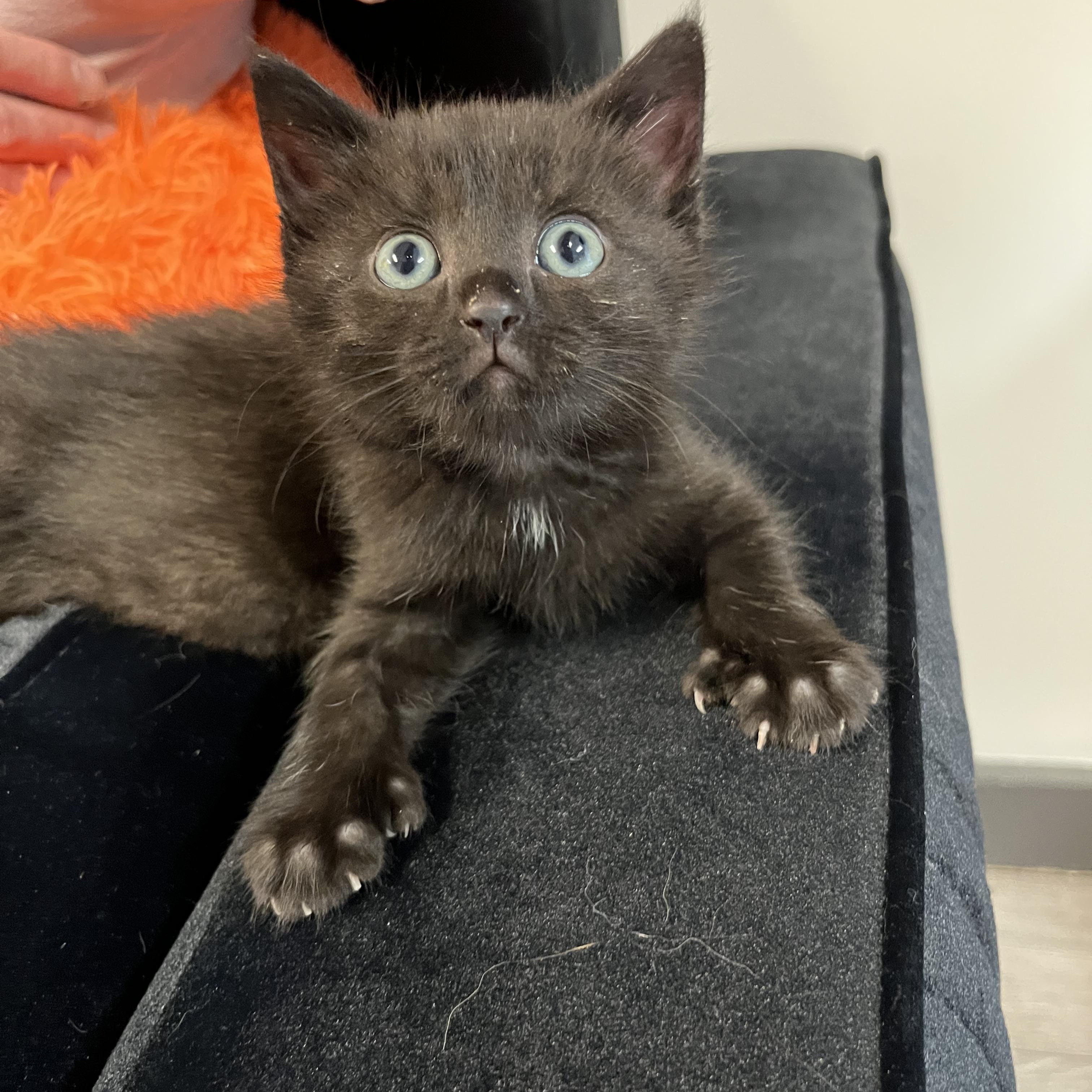 Cat for adoption - Moxie (Polydactyl), a Domestic Short Hair in ...