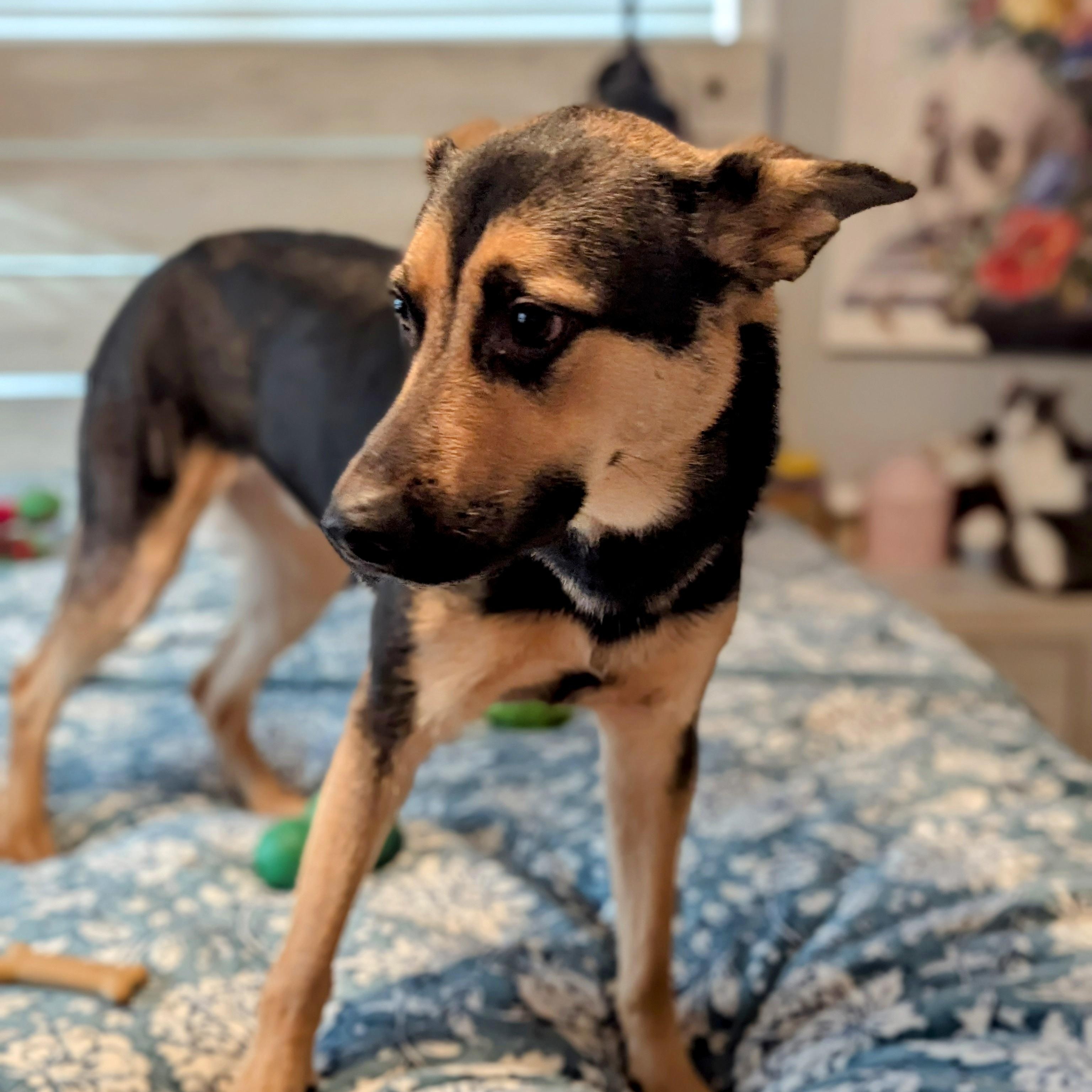 Dog for adoption - Tyko, a German Shepherd Dog Mix in Bloomington, IL ...