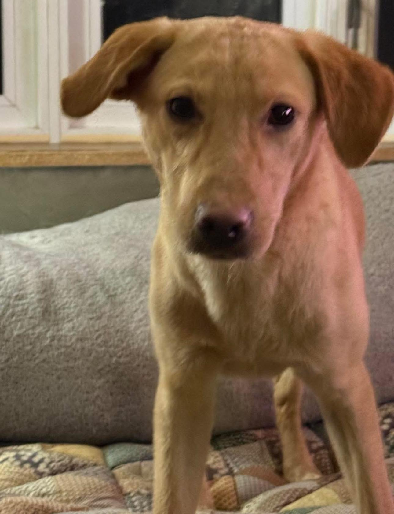 Dog for adoption - Ellie, a Labrador Retriever in Kutztown, PA | Petfinder