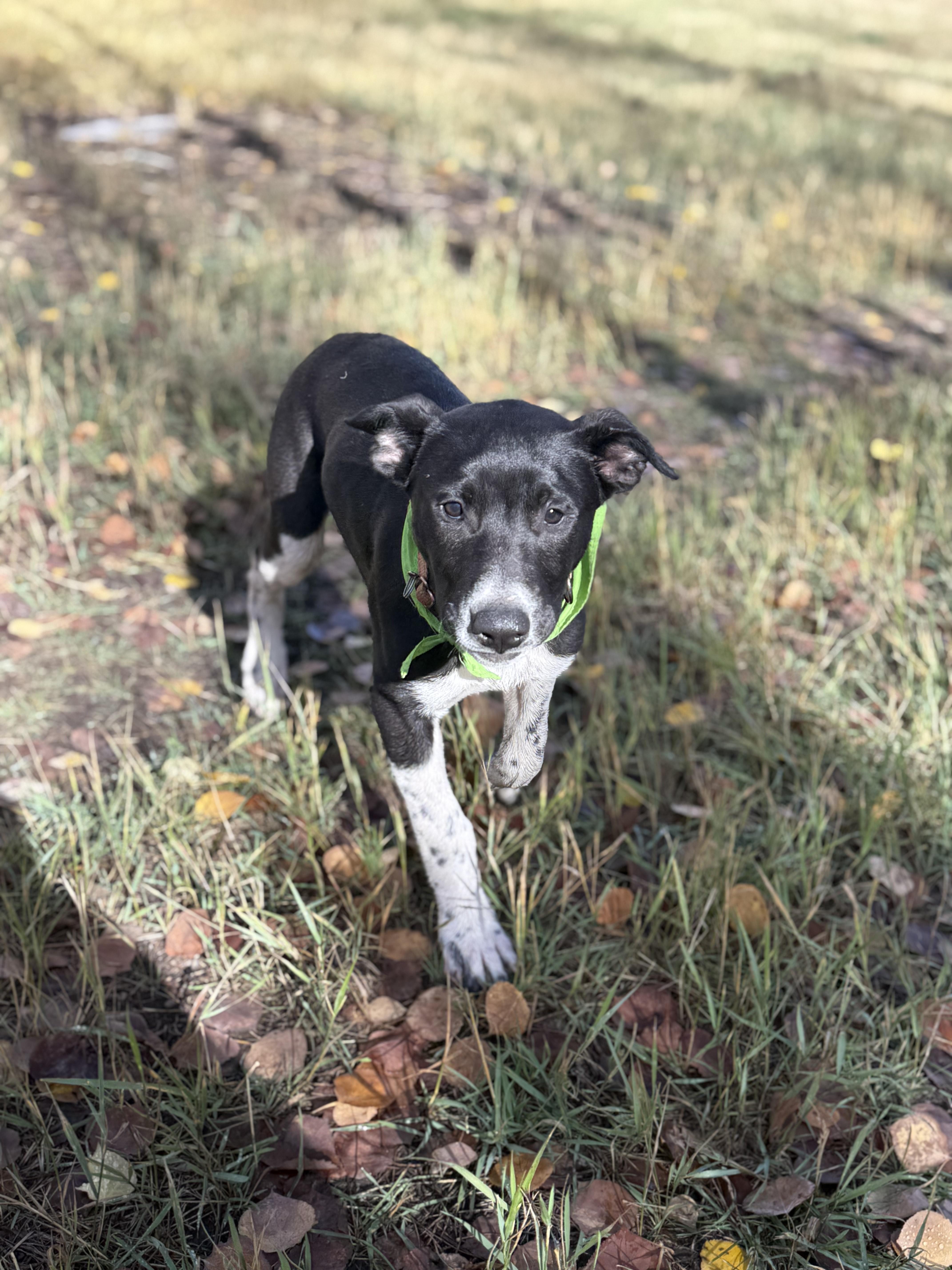 Dog for adoption - Daisy, an English Pointer & Black Labrador Retriever ...