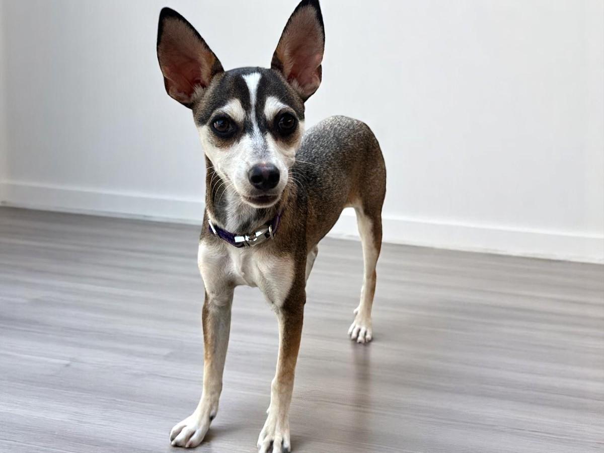 Dog for adoption - Chanel, a Chihuahua Mix in Lethbridge, AB | Petfinder