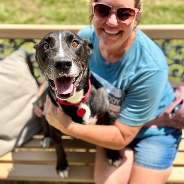 Dog for adoption - Otto, a Pit Bull Terrier & American Staffordshire ...