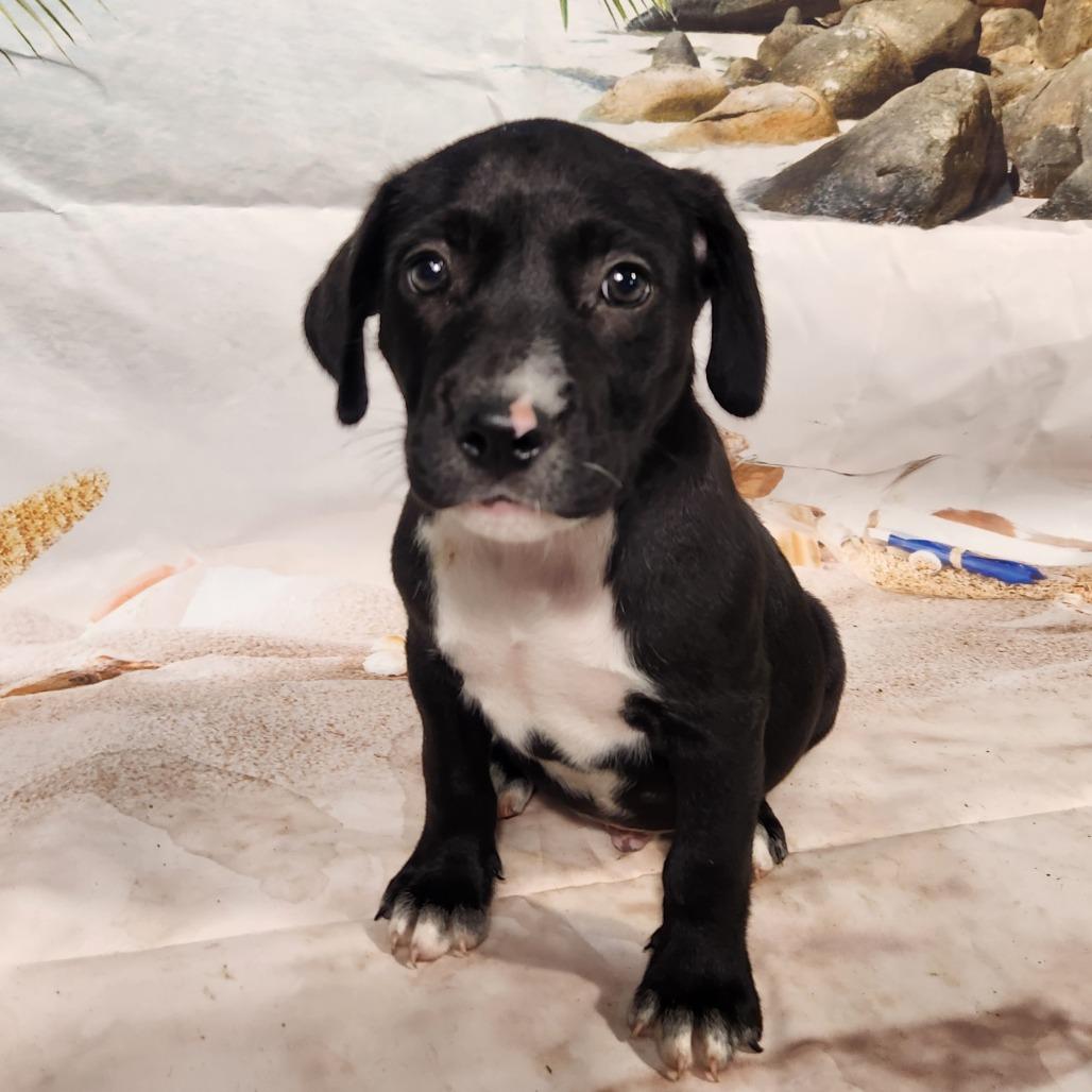 Dog for adoption - Ryder JuM, a Dalmatian & Spaniel Mix in Renton, WA ...