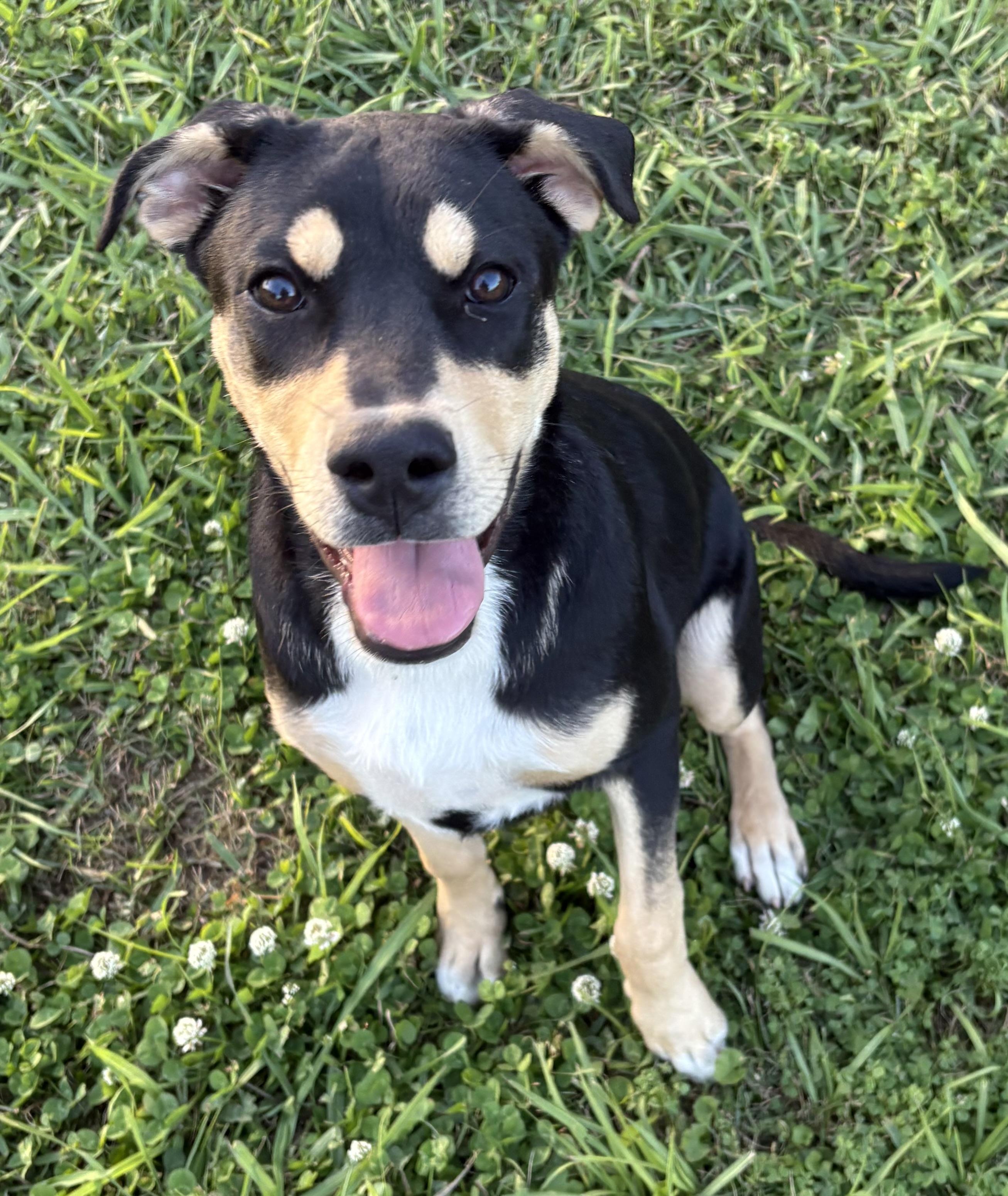 Dog for adoption - Oakley, a Pit Bull Terrier & Boxer Mix in Hudson, NY | Petfinder