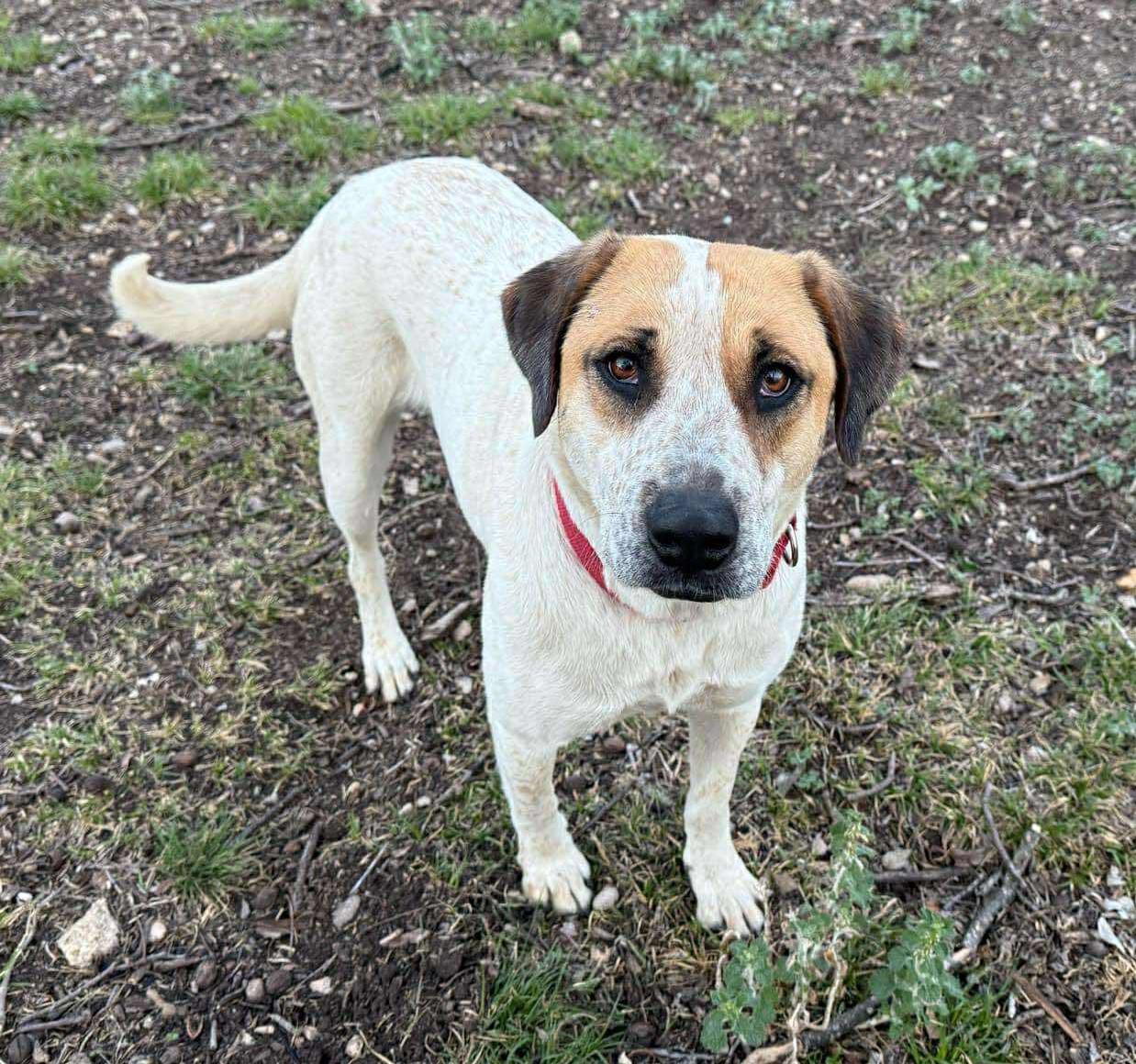 Dog for adoption - Ginger, an Australian Cattle Dog / Blue Heeler ...