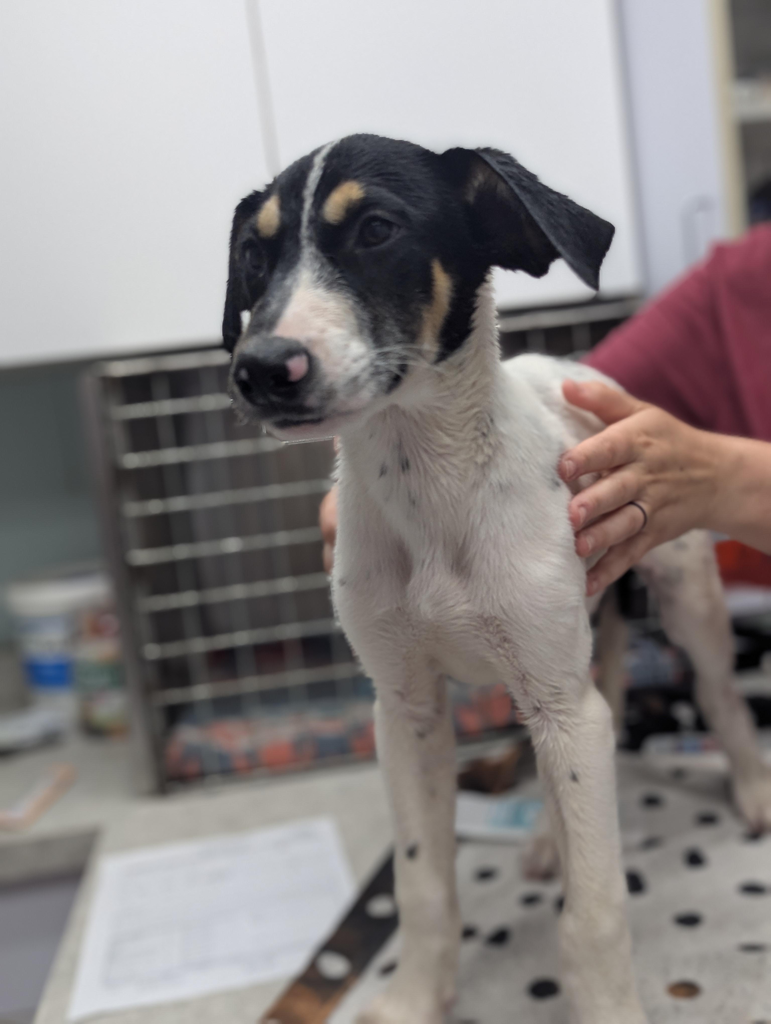 Dog for adoption - Ranch, a Mixed Breed in Oconto, WI | Petfinder