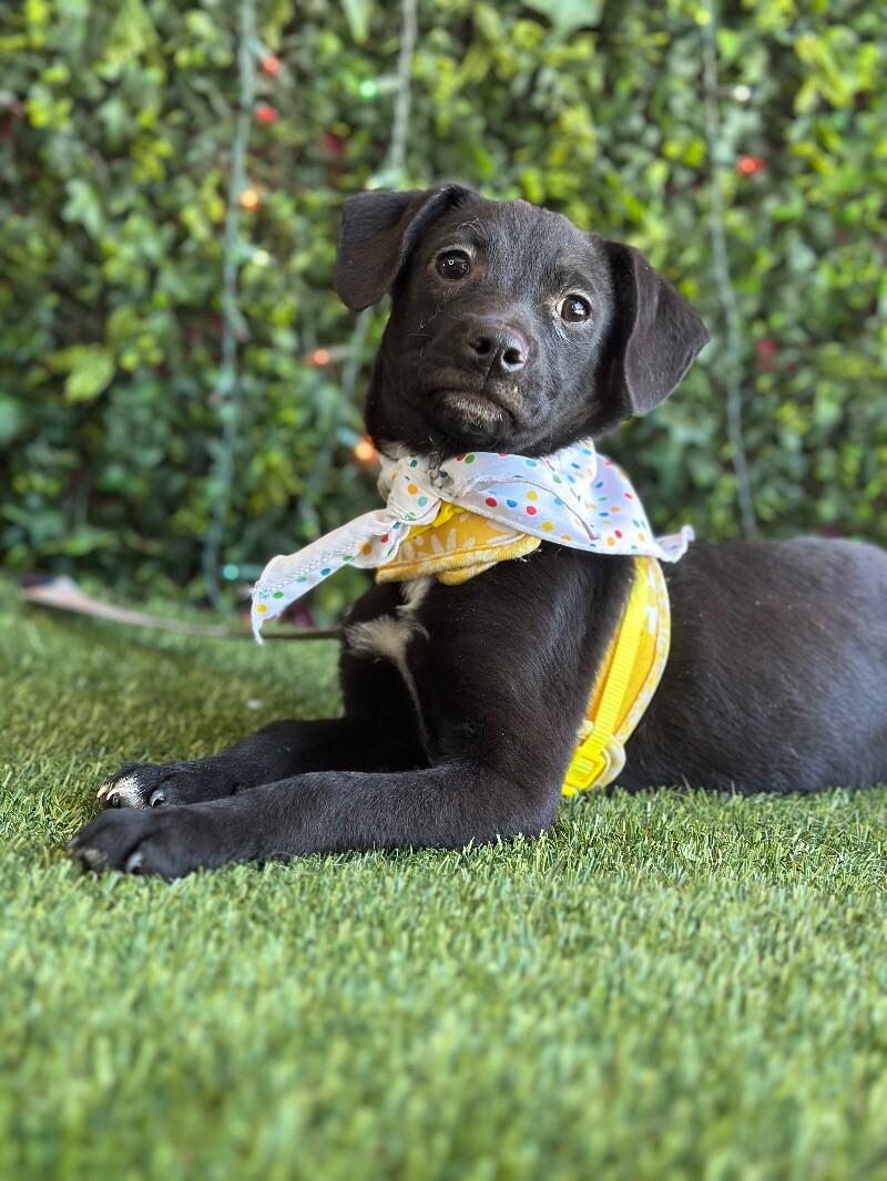 Dog for adoption - Babe Woof, a Beagle & Corgi Mix in Novato, CA ...