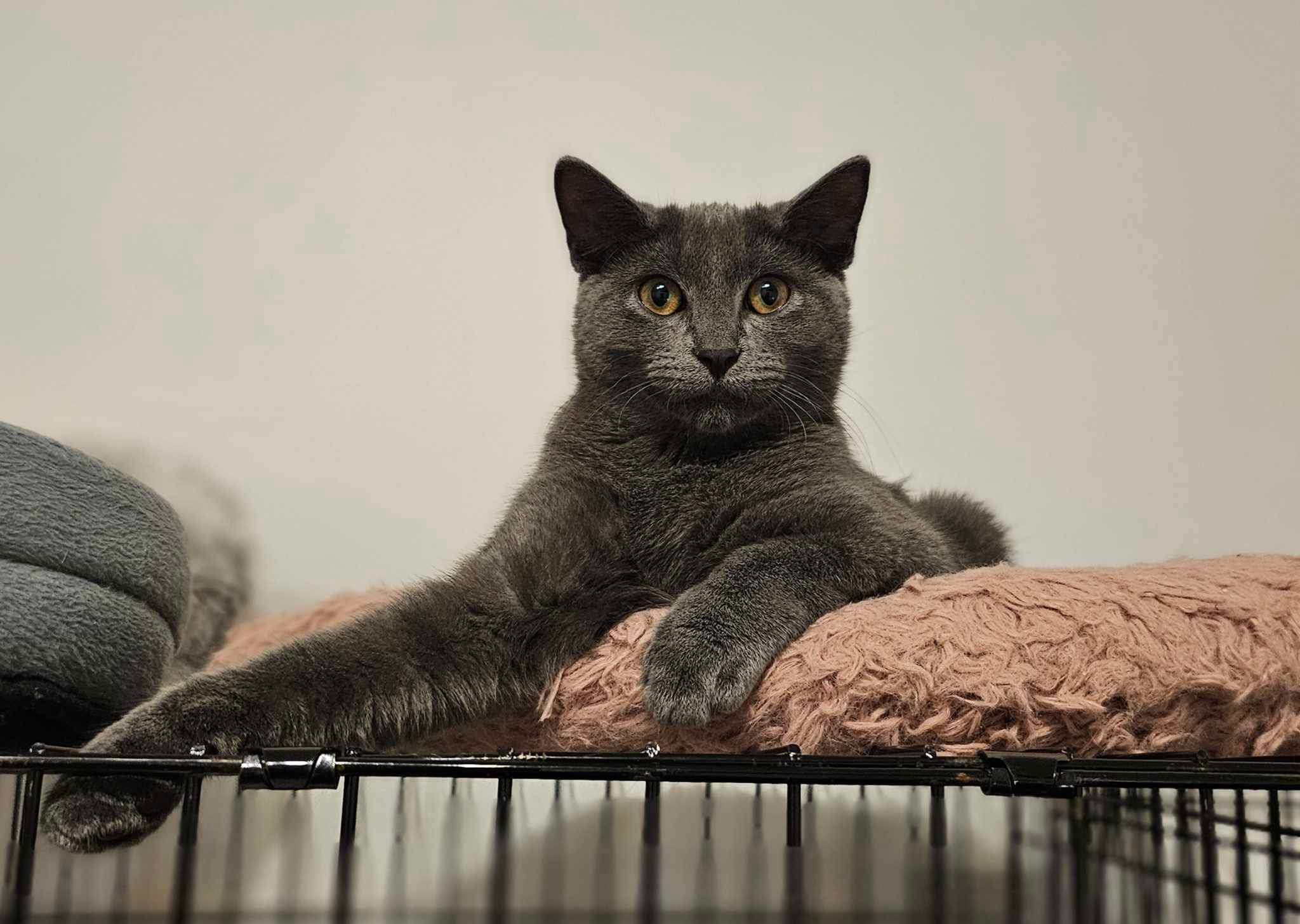 Cat for adoption - Baloo, a Domestic Short Hair in Terrebonne, QC ...