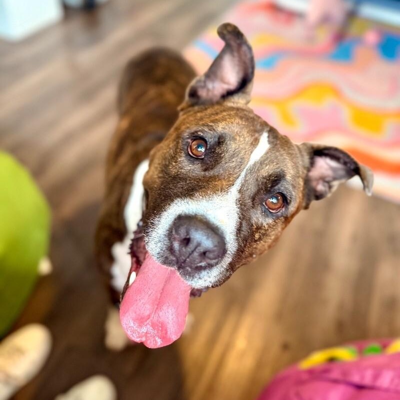 Dog for adoption - Lucky Bubby so Squishy so Cuddly, a Pit Bull Terrier ...