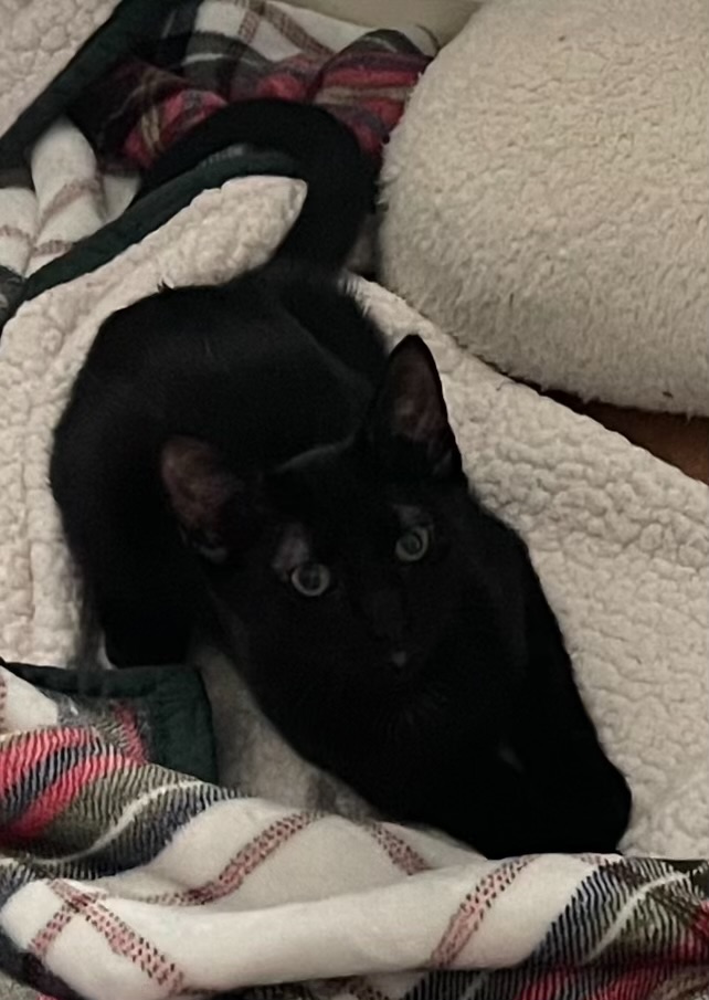 Cat for adoption - Wesley-Portofino PetSmart, a Bombay & Domestic Short ...