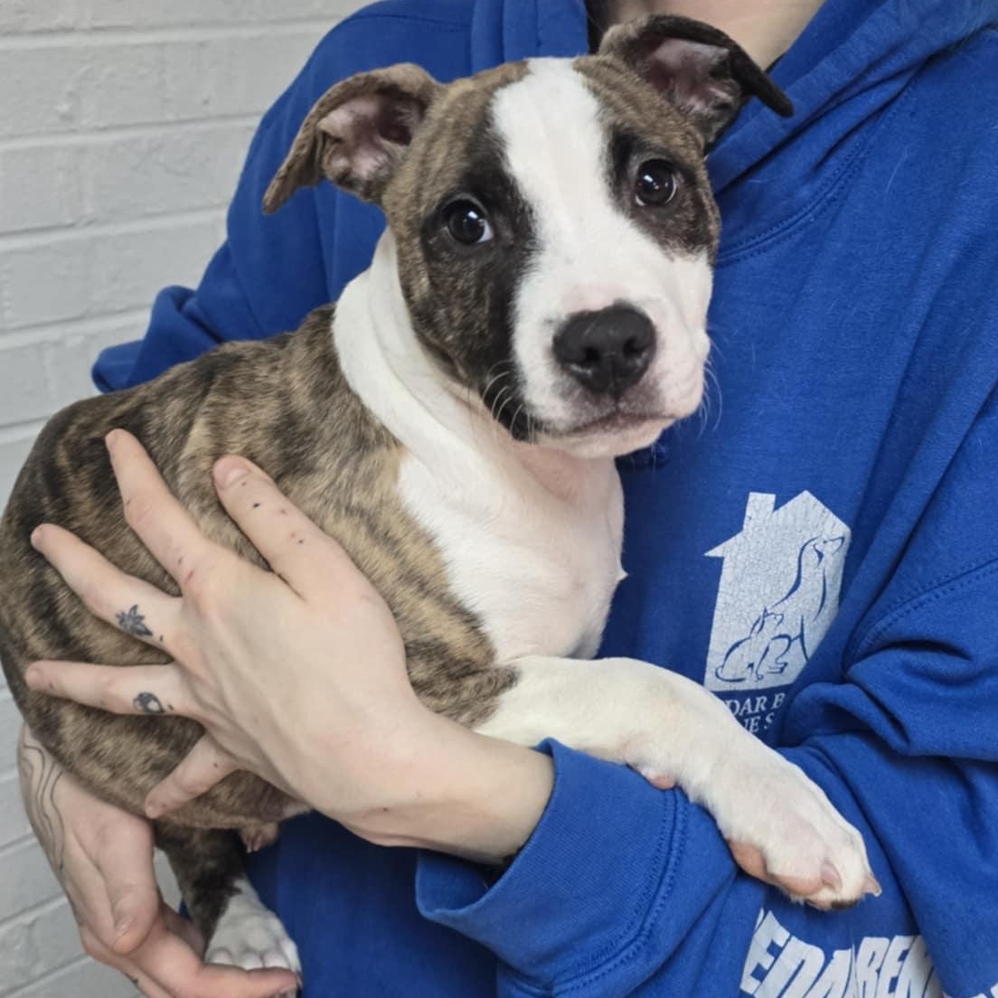 Cedar Bend Humane Society | Adopt a Dog