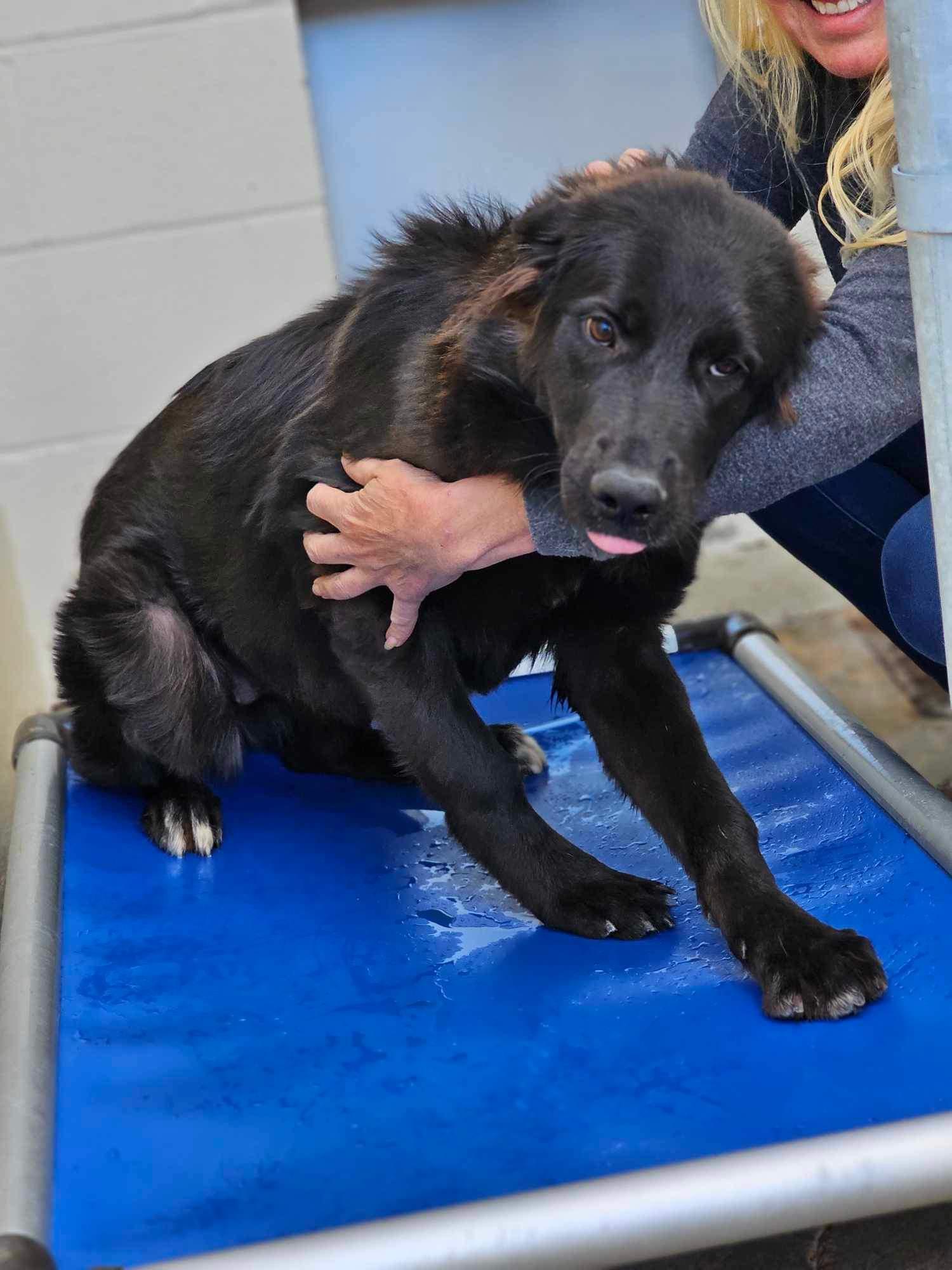 Dog for adoption - Colin, a Newfoundland Dog & Black Labrador Retriever ...