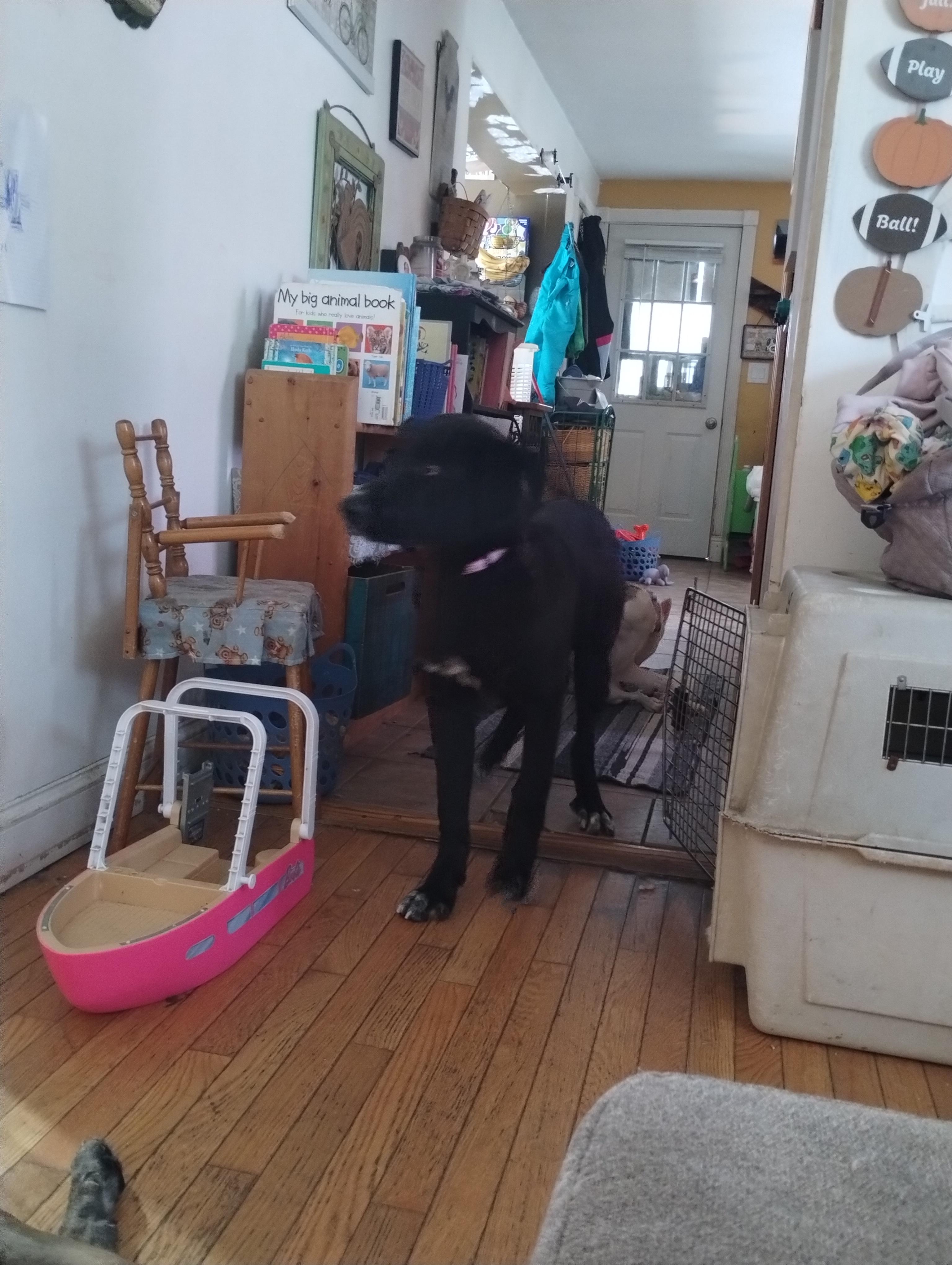 Dog for adoption - Colin, a Newfoundland Dog & Black Labrador Retriever ...