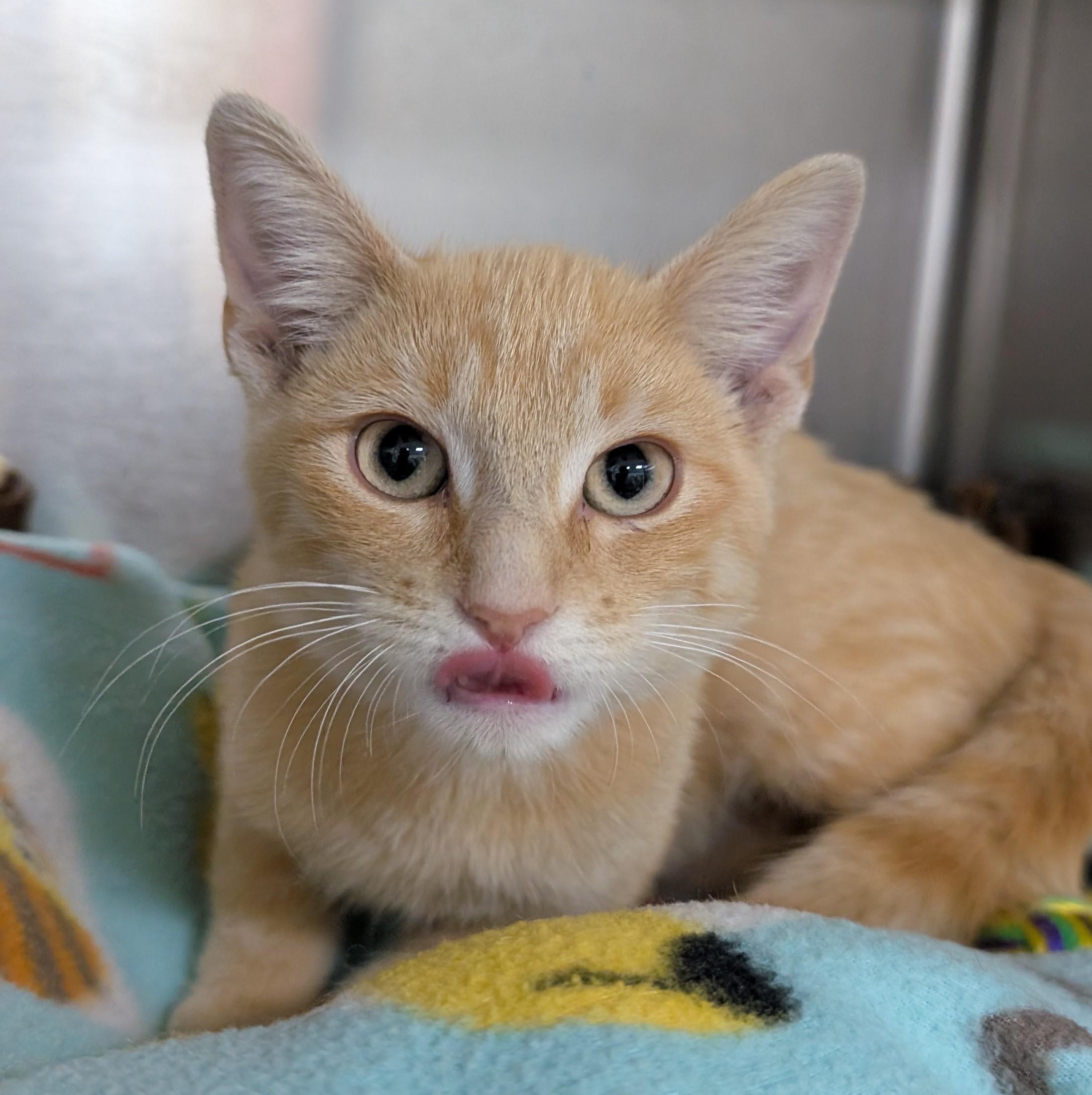 Cat for adoption - Barnaby, a Domestic Short Hair in New Ulm, MN ...
