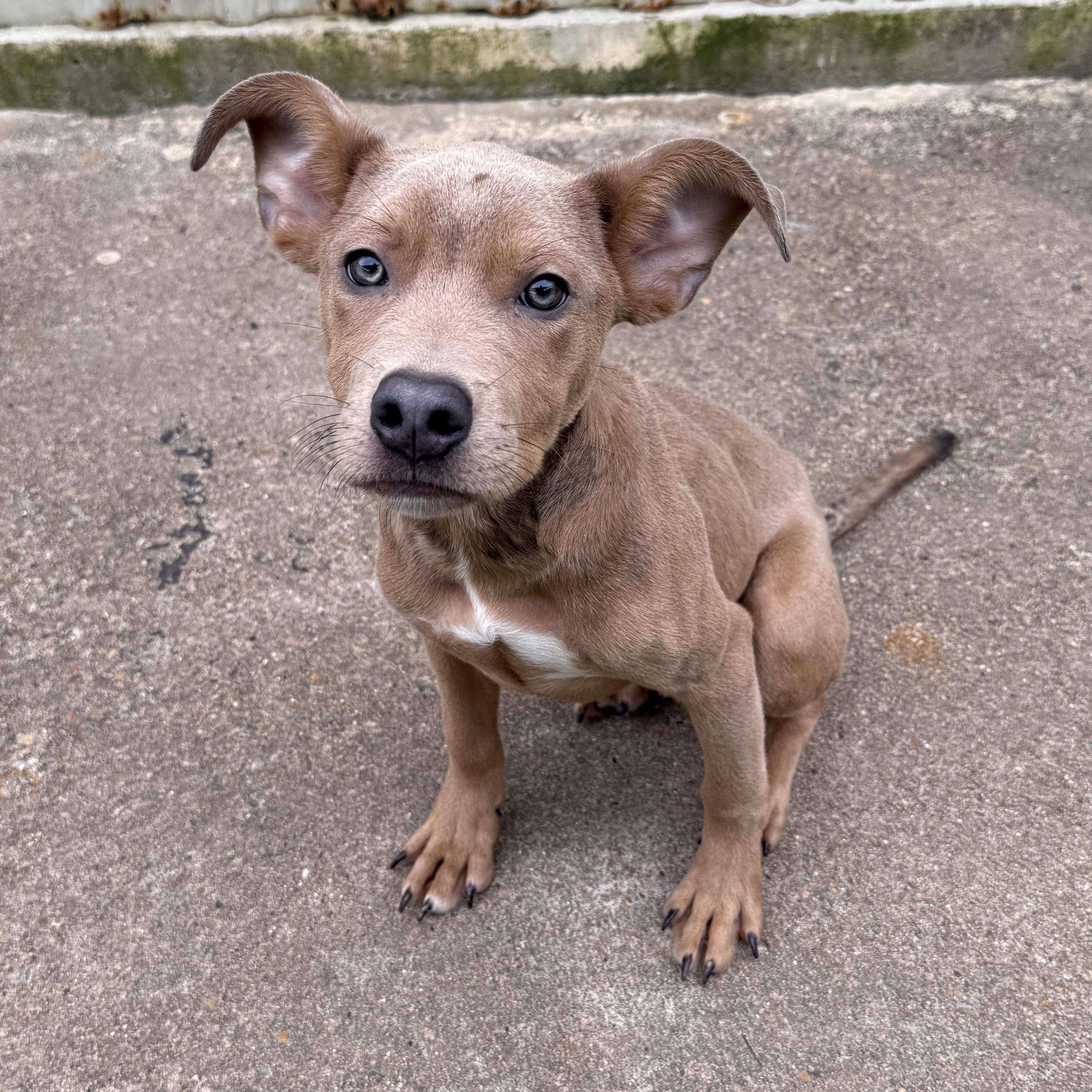 Dog for adoption - Hudson, an American Staffordshire Terrier Mix in Atlanta, GA | Petfinder