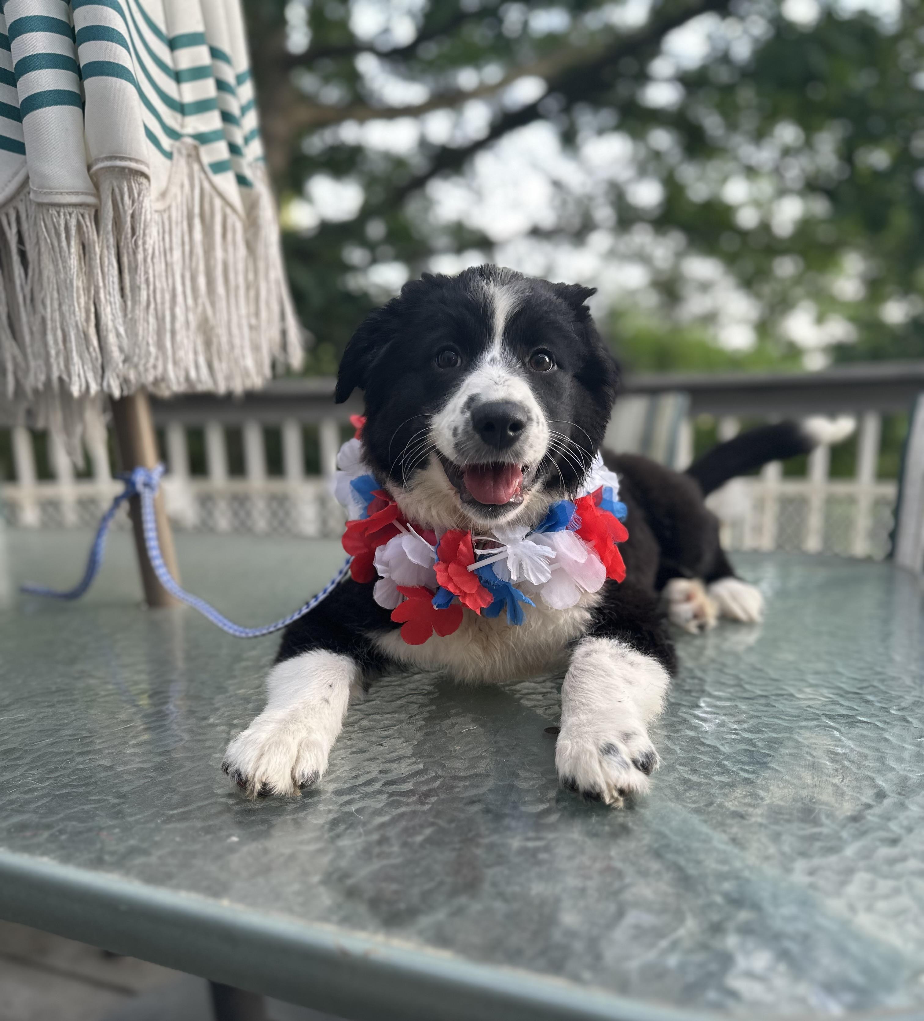 Dog for adoption - Maxi - [ ] Saturday Pet Supplies Plus 1-3- 5348 ...