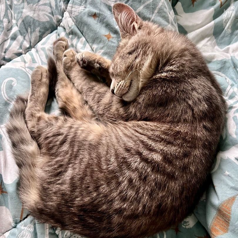 Cat for adoption - Slinky *** CH kitty***, a Tabby in Wyandotte, MI ...