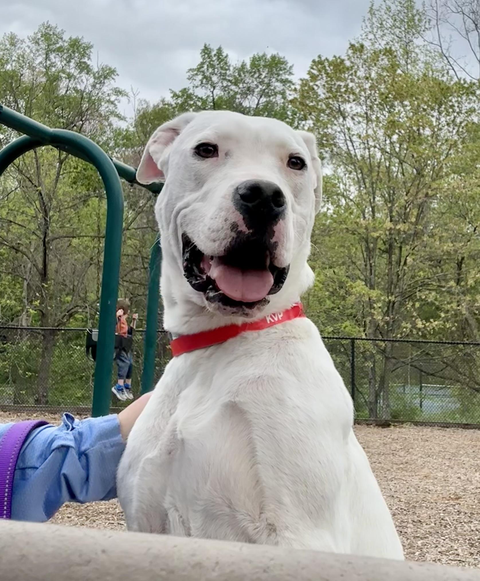 Dog for adoption - Dove, an American Bulldog Mix in Alexandria, VA ...