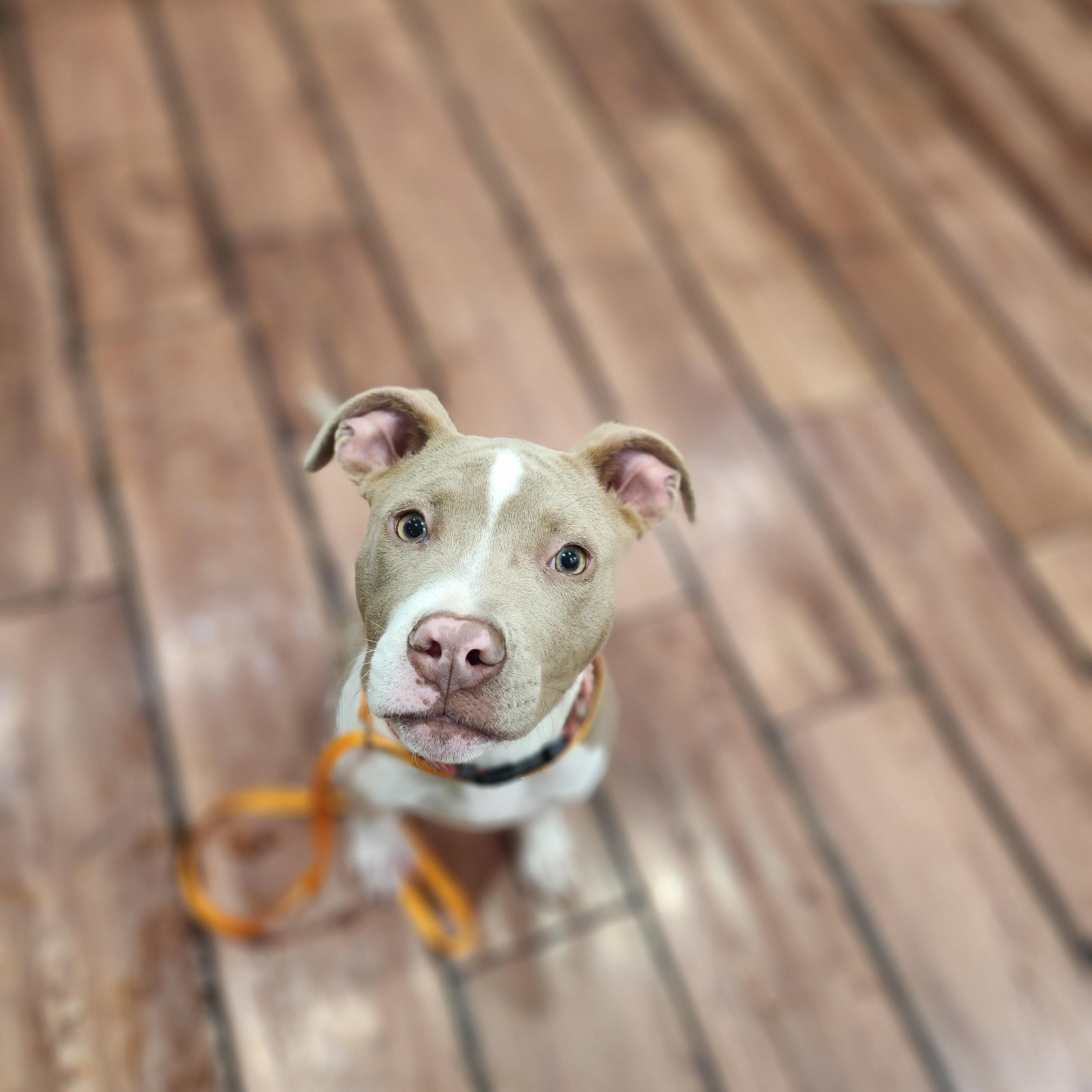 Dog for adoption - Penelope Cruiz, a Pit Bull Terrier in O Fallon, IL ...