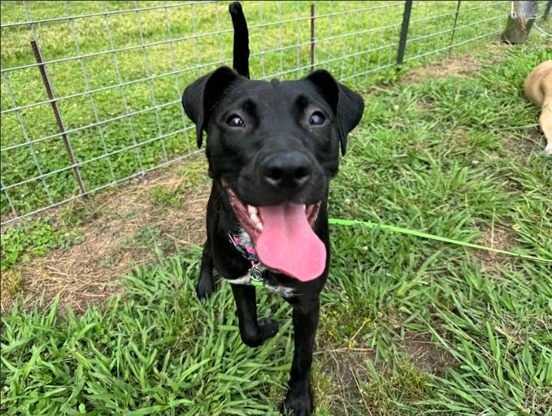 Dog for adoption - Nala Onyx, a Black Labrador Retriever in Cincinnati ...