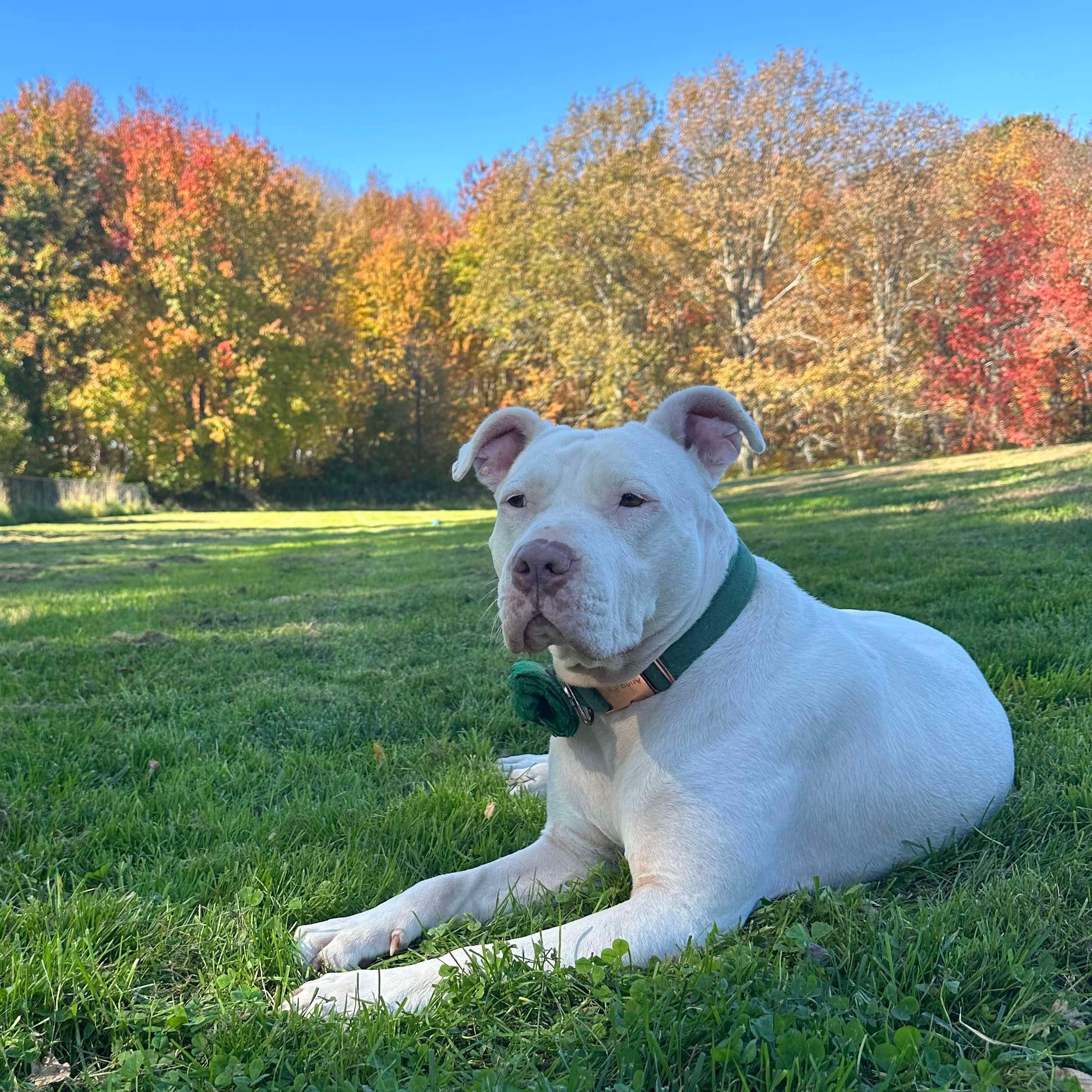 Dog for adoption - Gemma, a Pit Bull Terrier Mix in Warren, RI | Petfinder