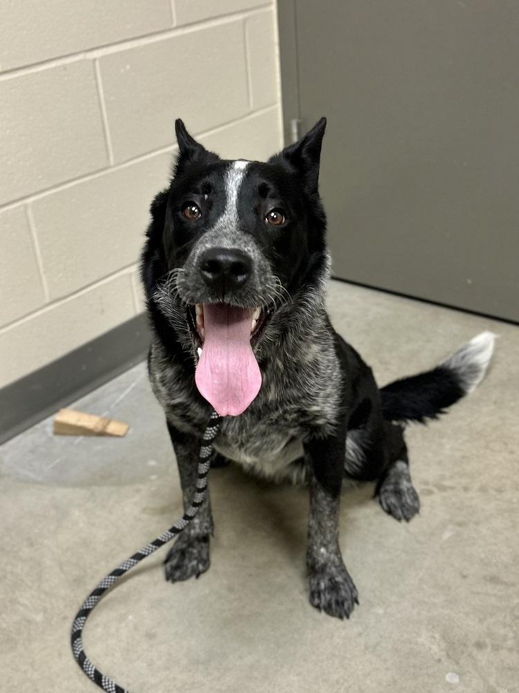 Dog for adoption - Ben Stiller, an Australian Cattle Dog / Blue Heeler in Mason City, IA | Petfinder