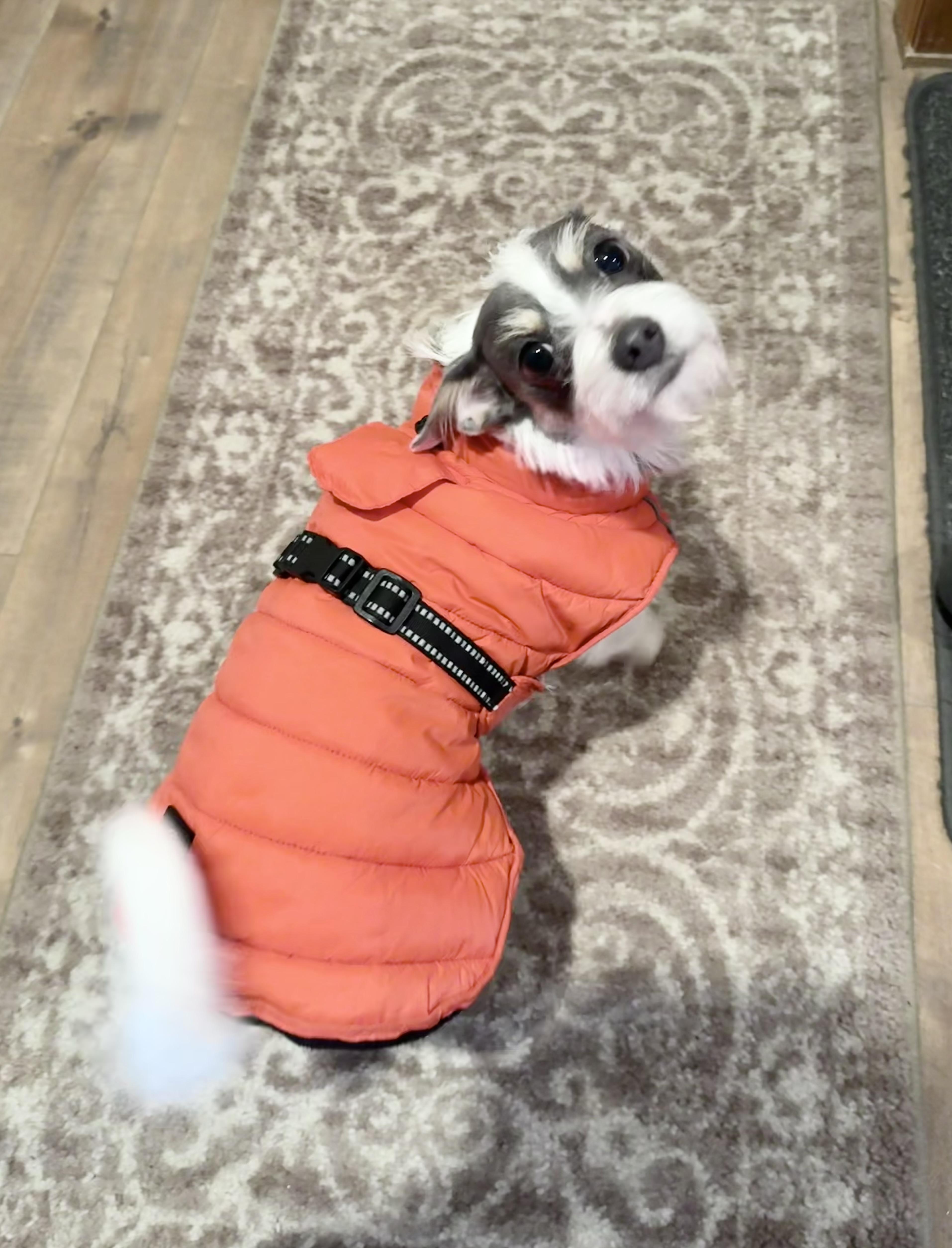 Cassie - Adoptable Pet | Petfinder | Petfinder