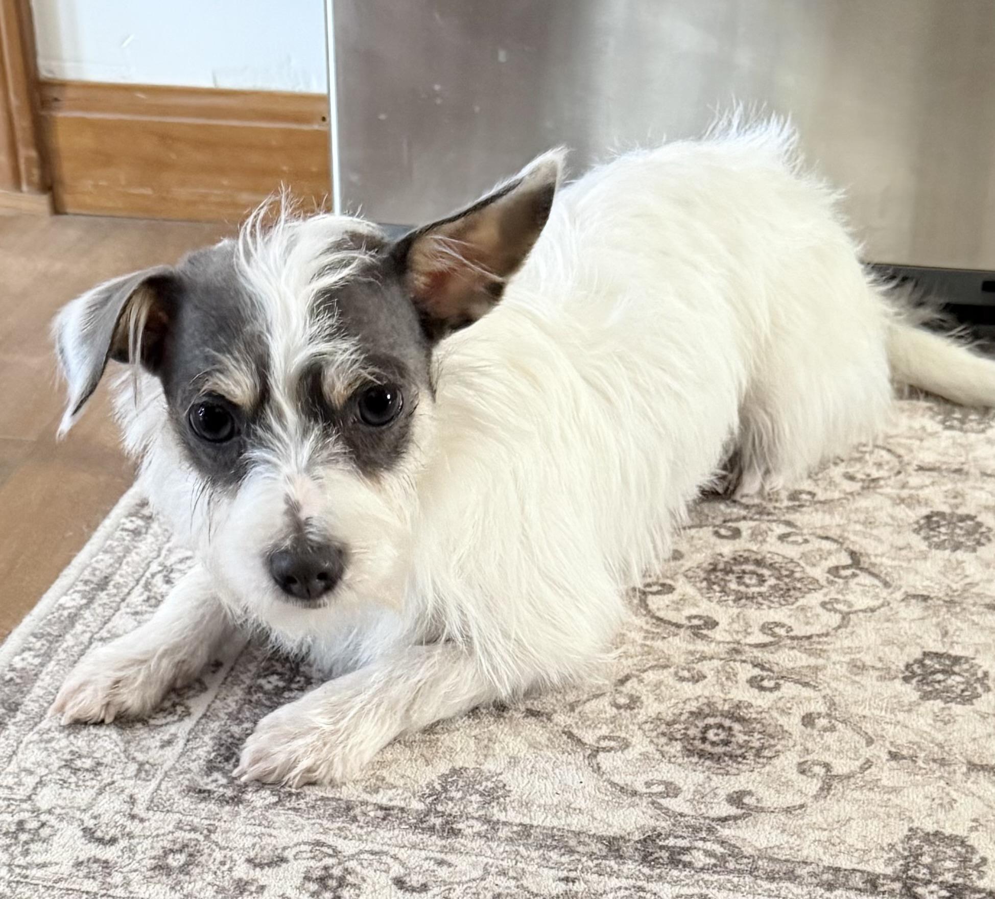 Cassie - Adoptable Pet | Petfinder | Petfinder