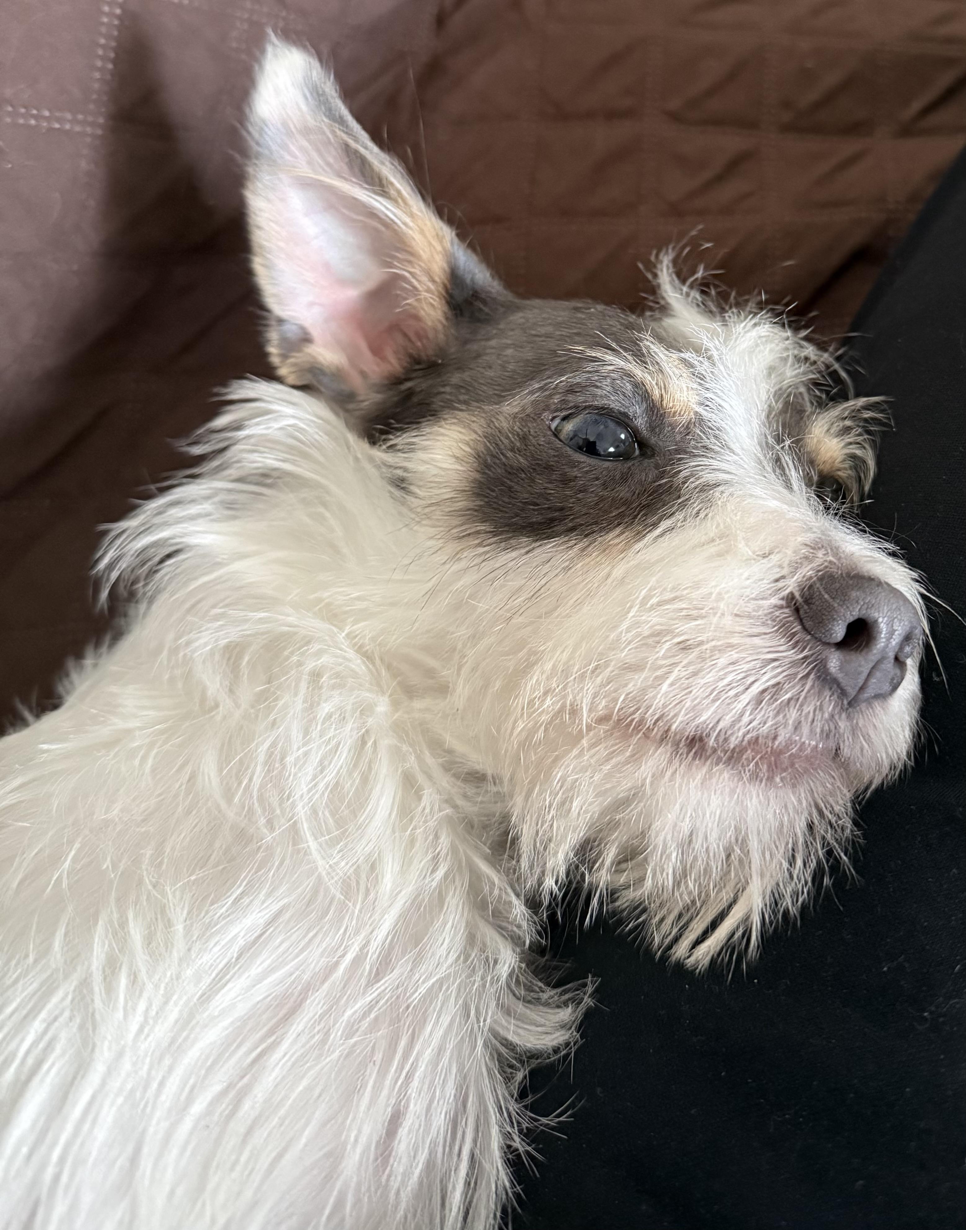 Cassie - Adoptable Pet | Petfinder | Petfinder