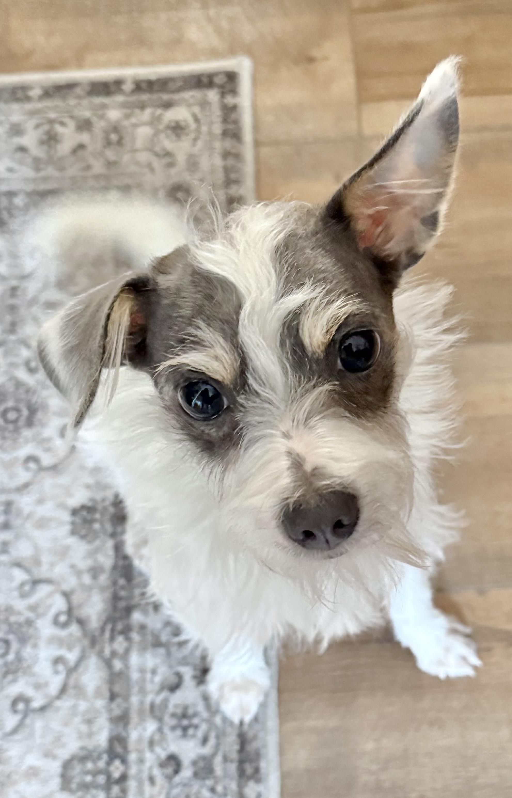 Cassie - Adoptable Pet | Petfinder | Petfinder