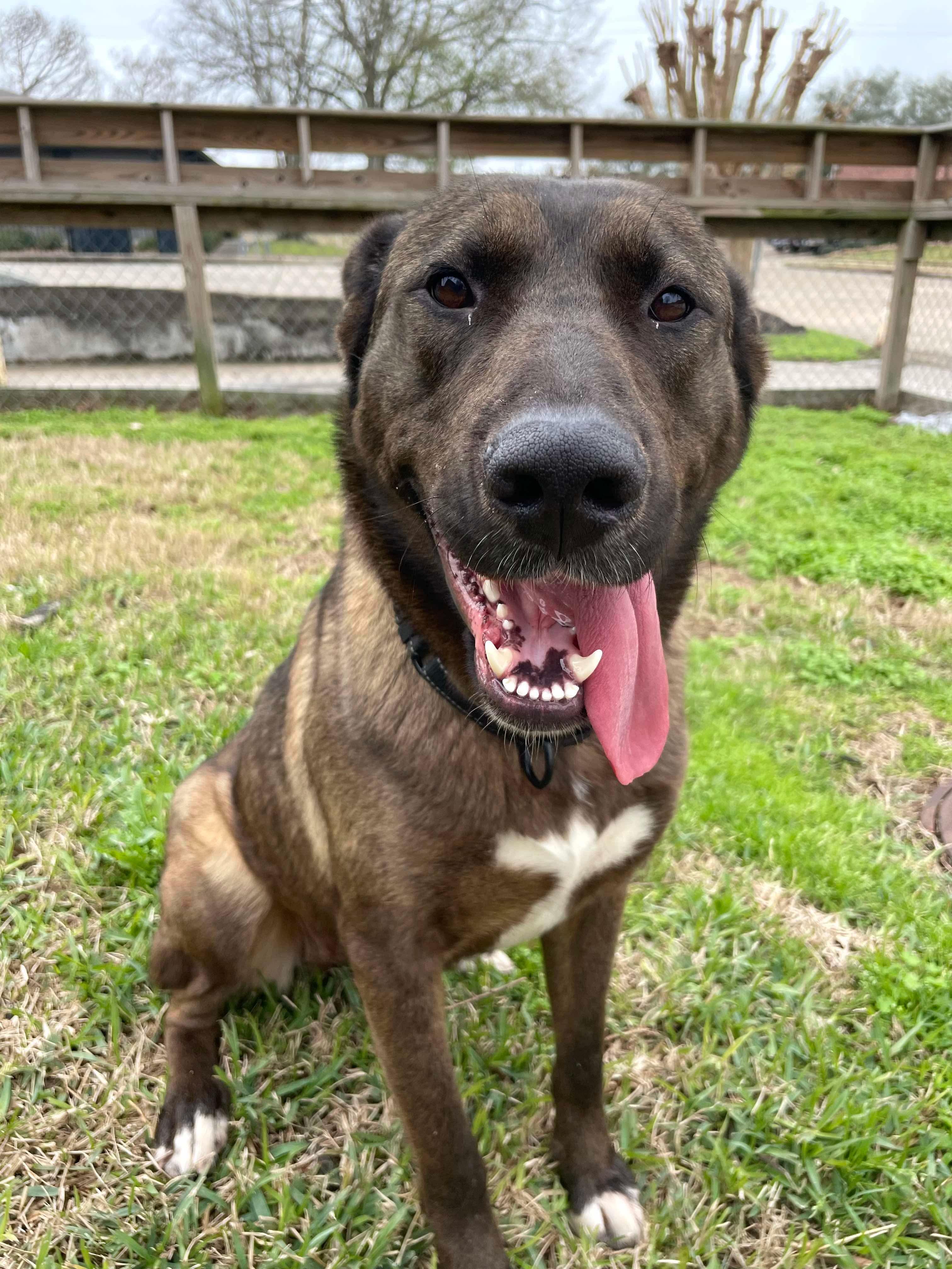 Dog for adoption - Candi, a Labrador Retriever & Dutch Shepherd Mix in ...