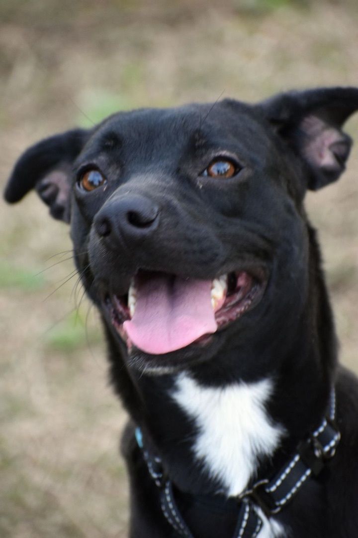 Dog for adoption - Jolene, a Patterdale Terrier / Fell Terrier in Abingdon, VA | Petfinder