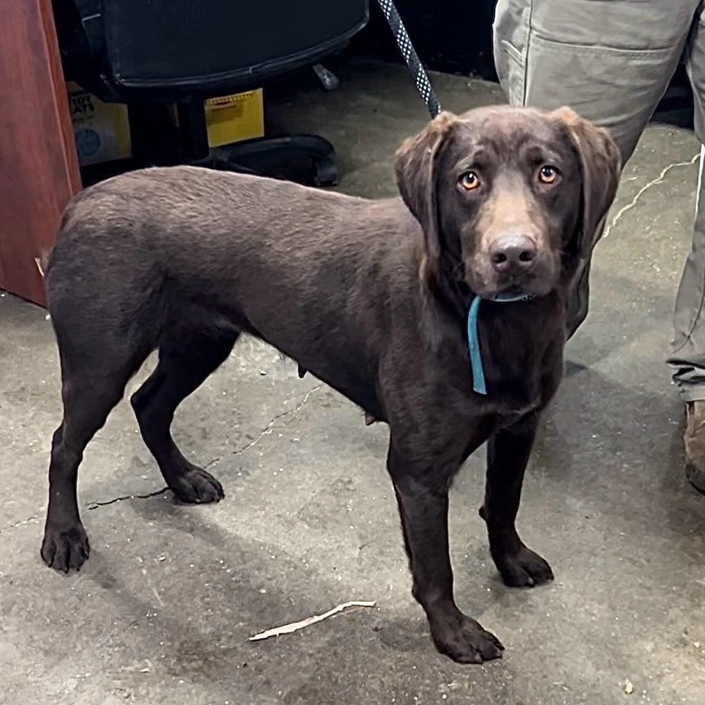 Dog for adoption - Lucy, a Chocolate Labrador Retriever & German ...