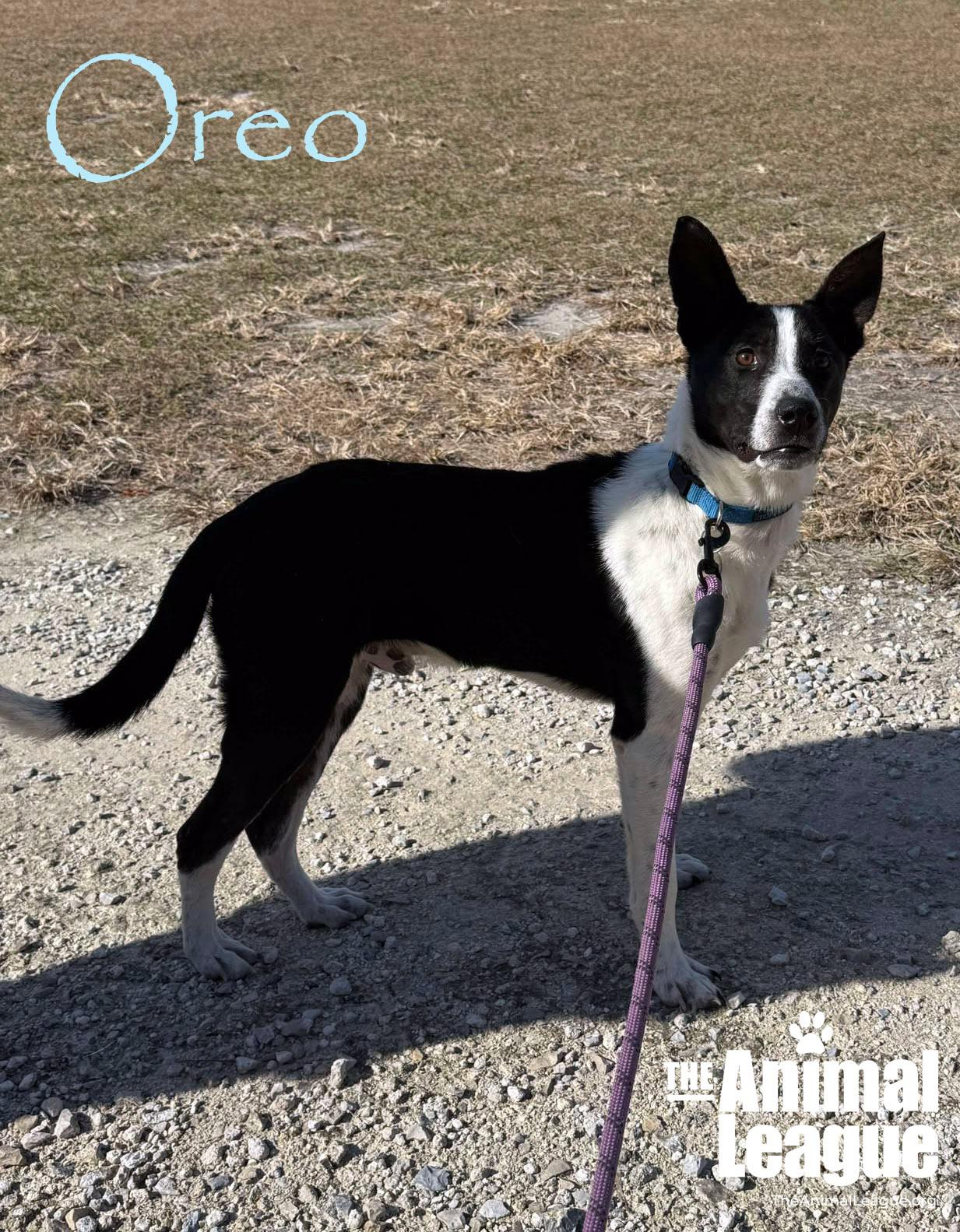 Dog for adoption - Oreo, a Border Collie Mix in Clermont, FL | Petfinder