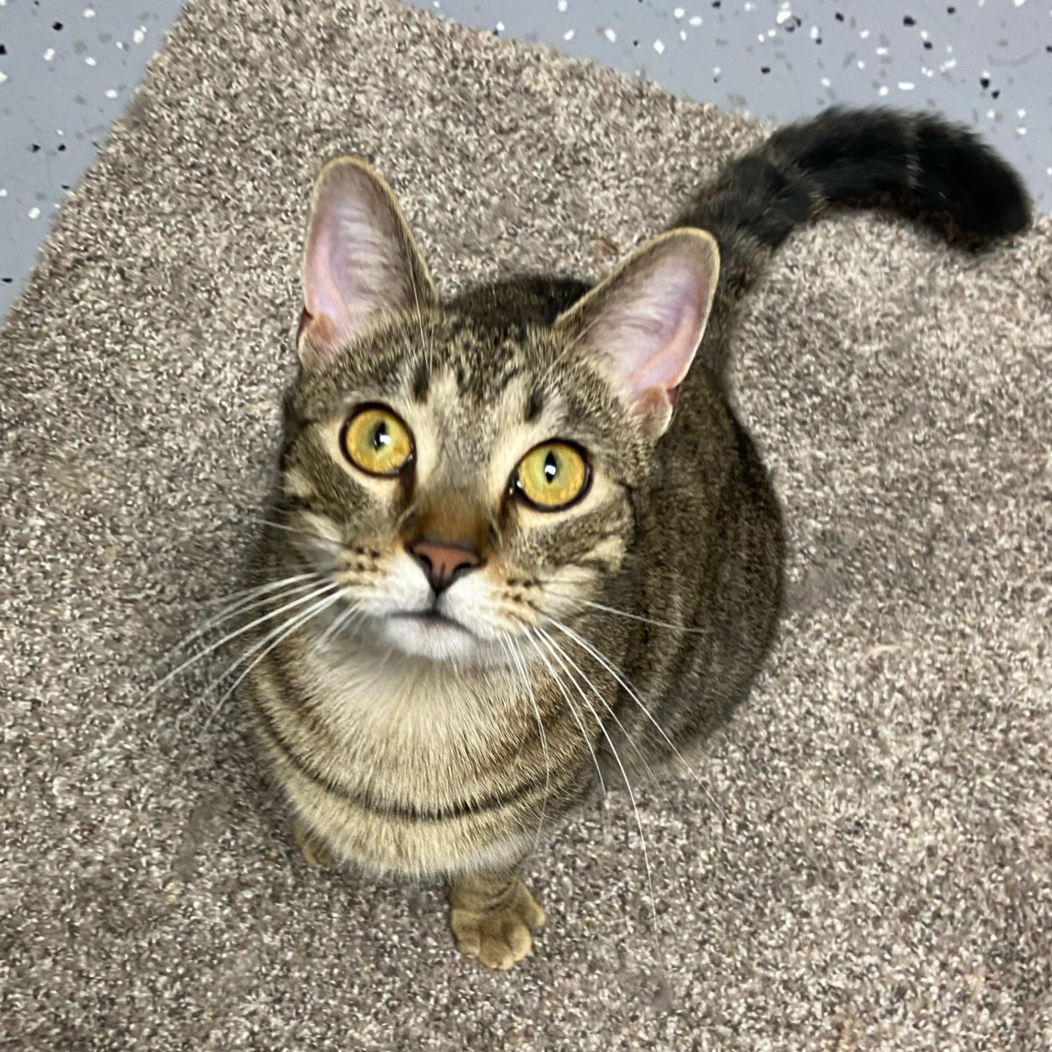 Cat for adoption - Prince Charming, a Domestic Short Hair in Royal Oak ...