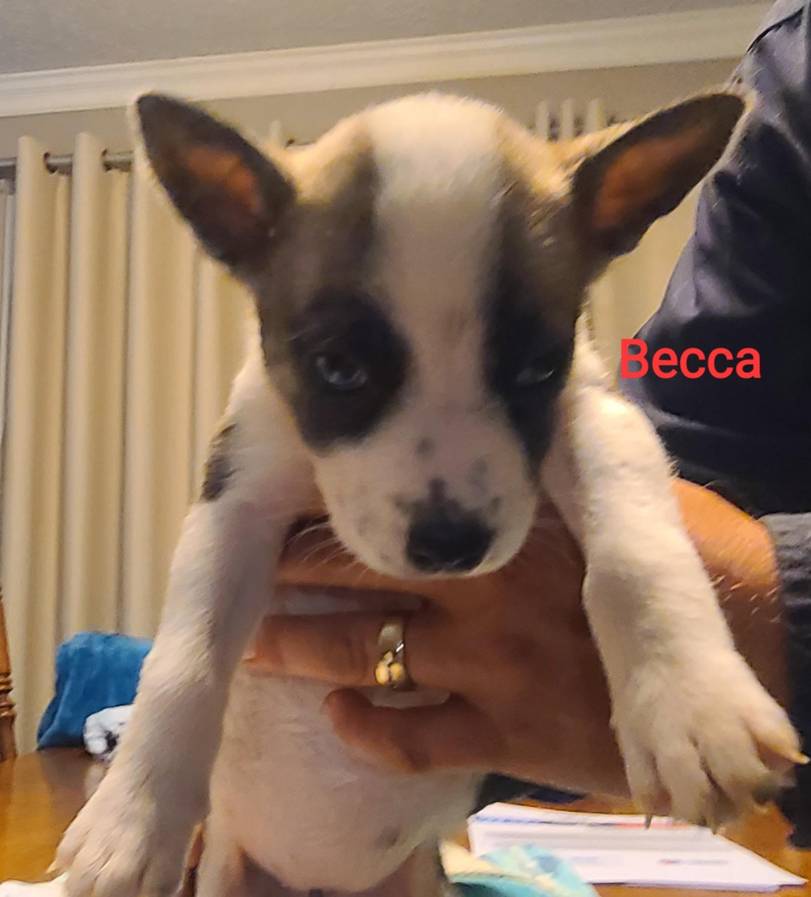Dog for adoption - Becca, a Siberian Husky Mix in Lebanon, OH | Petfinder