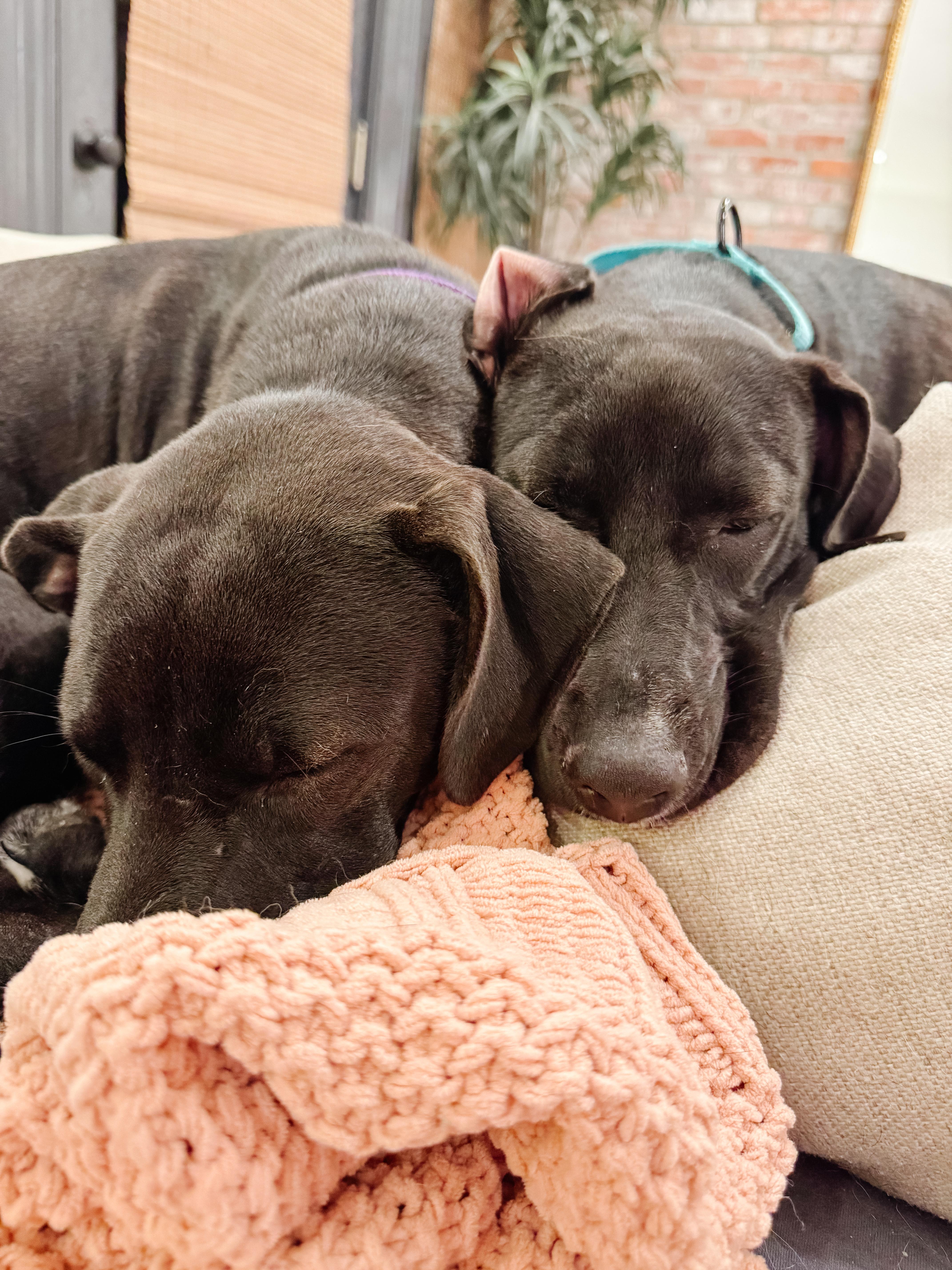 Dog for adoption - Jet, a Labrador Retriever Mix in brattleboro, VT ...