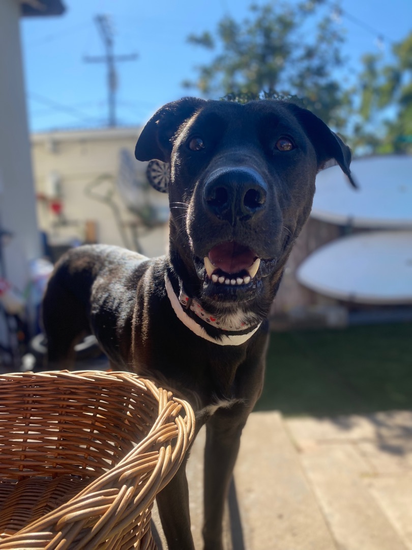 Dog for adoption - Britt, a Black Labrador Retriever & Belgian Shepherd ...