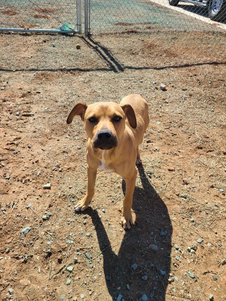 Dog for adoption - Gatsby, a Pit Bull Terrier in Mustang, OK | Petfinder