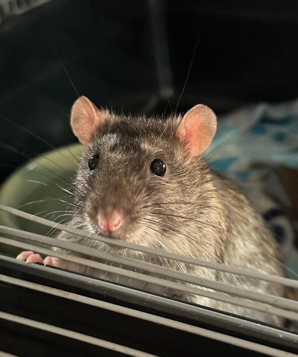 Rat for adoption - Tin Man, Raccoon and Possum, a Rat in Irvine, CA ...
