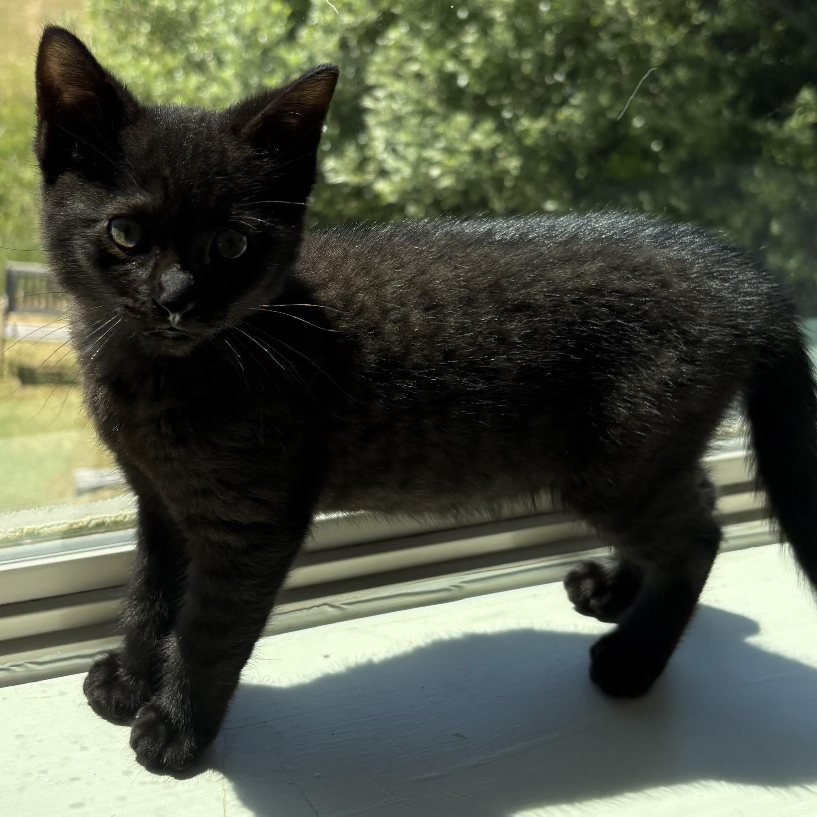 Cat for adoption - Ziggy - Fun and Cute!, a Bombay Mix in Hoquiam, WA | Petfinder