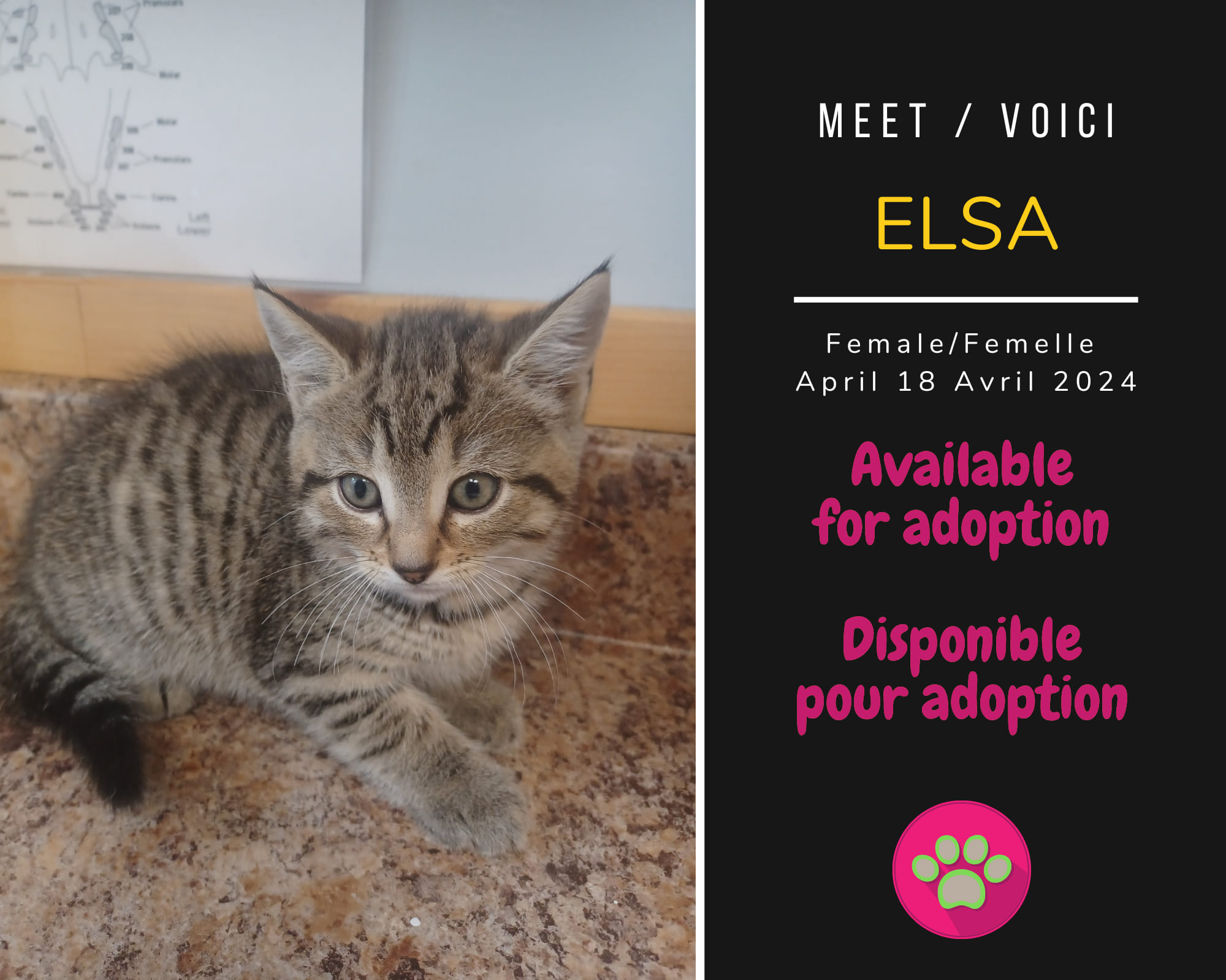 Cat for adoption - Elsa, a Domestic Short Hair in Dsl De Drummond, NB ...