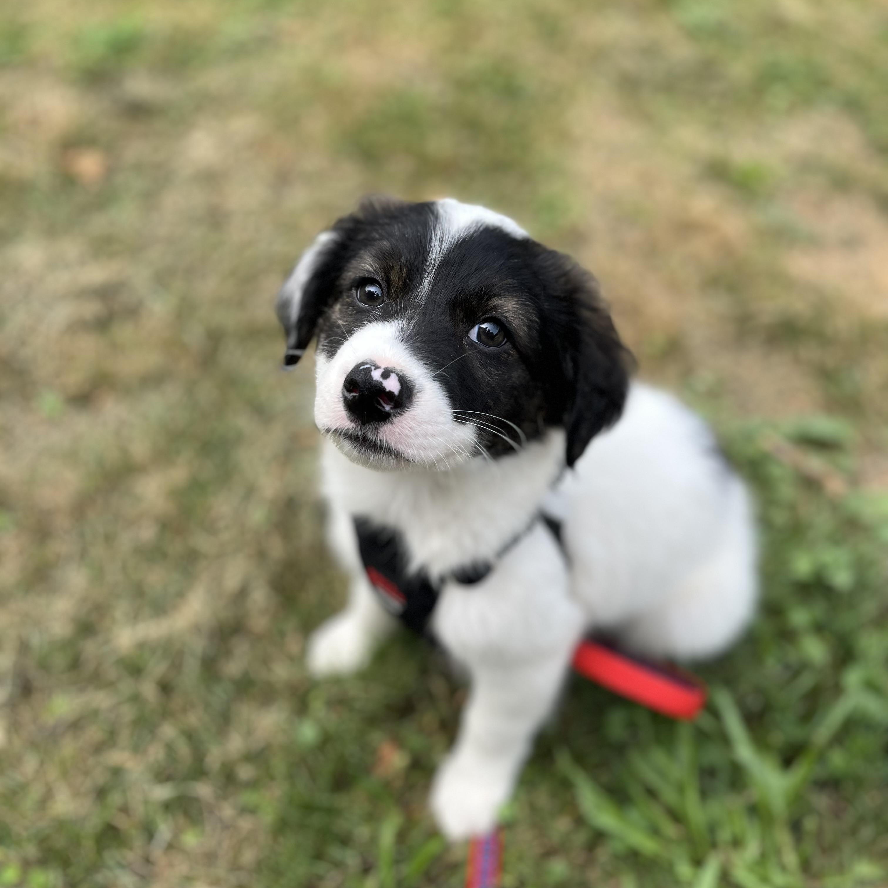 Dog for adoption - Braxton, a Border Collie & Labrador Retriever Mix in ...