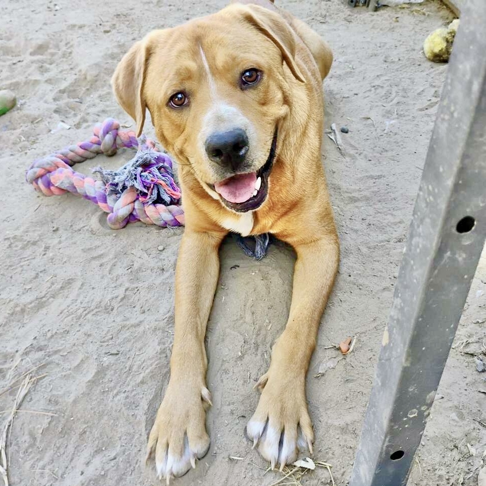 Dog for adoption - Stetson, a Retriever Mix in New Haven, CT | Petfinder
