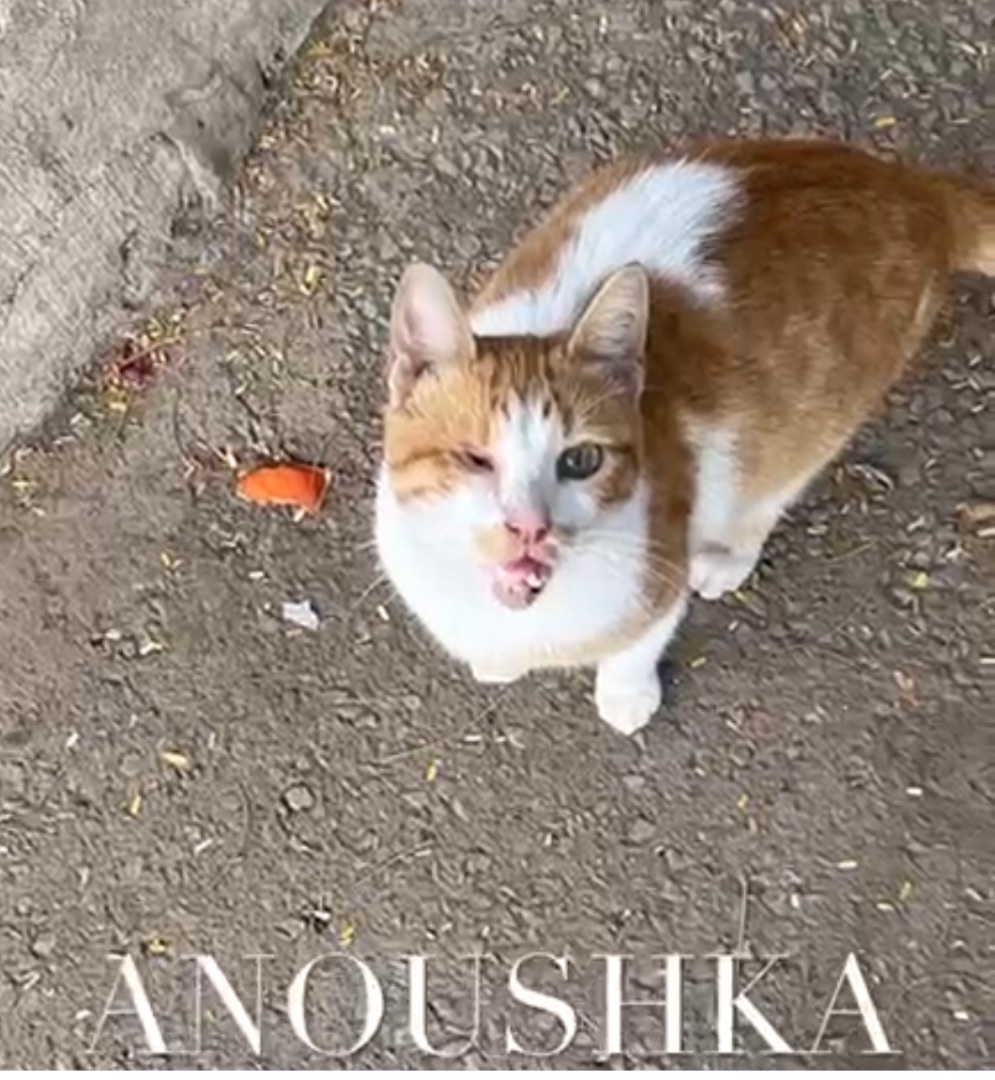 Cat for adoption - Anoushka TS, a Domestic Short Hair in Brampton, ON ...